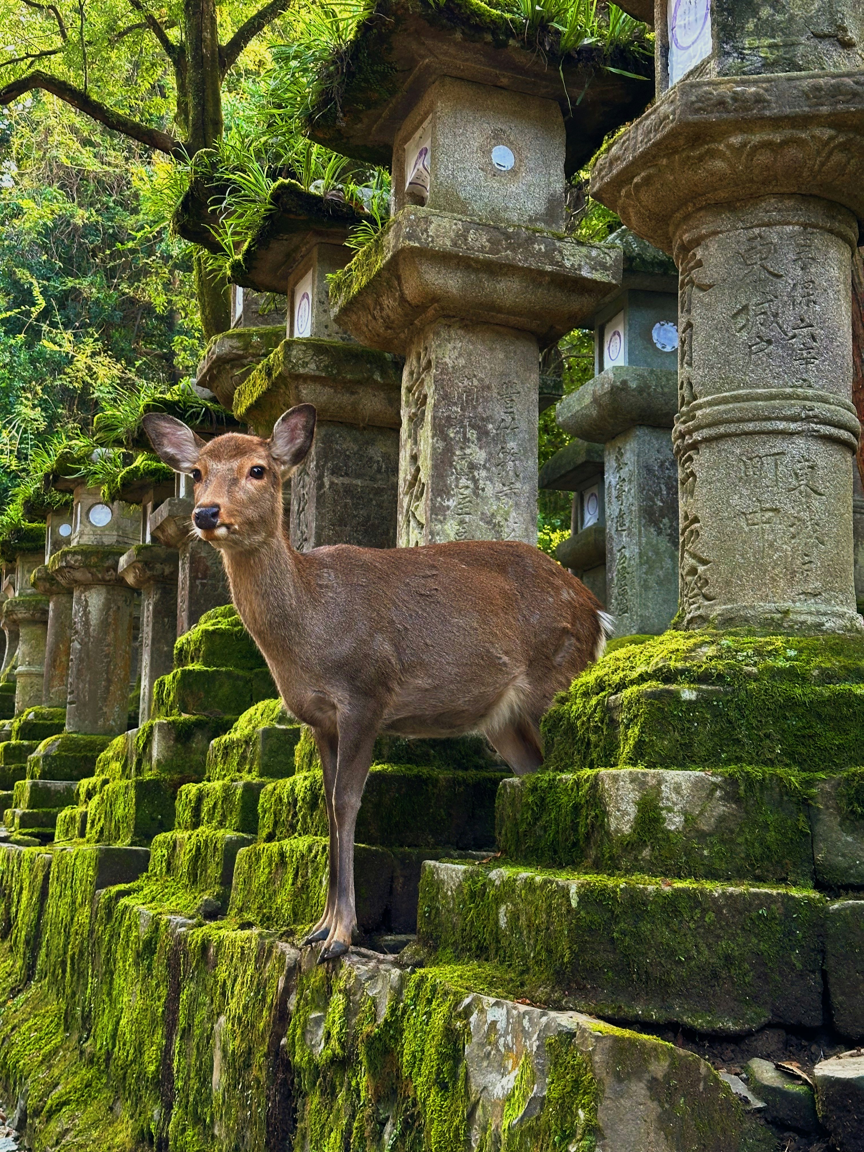 Deer Among Moss-Cloaked Lanterns at a Tranquil Shrine Path