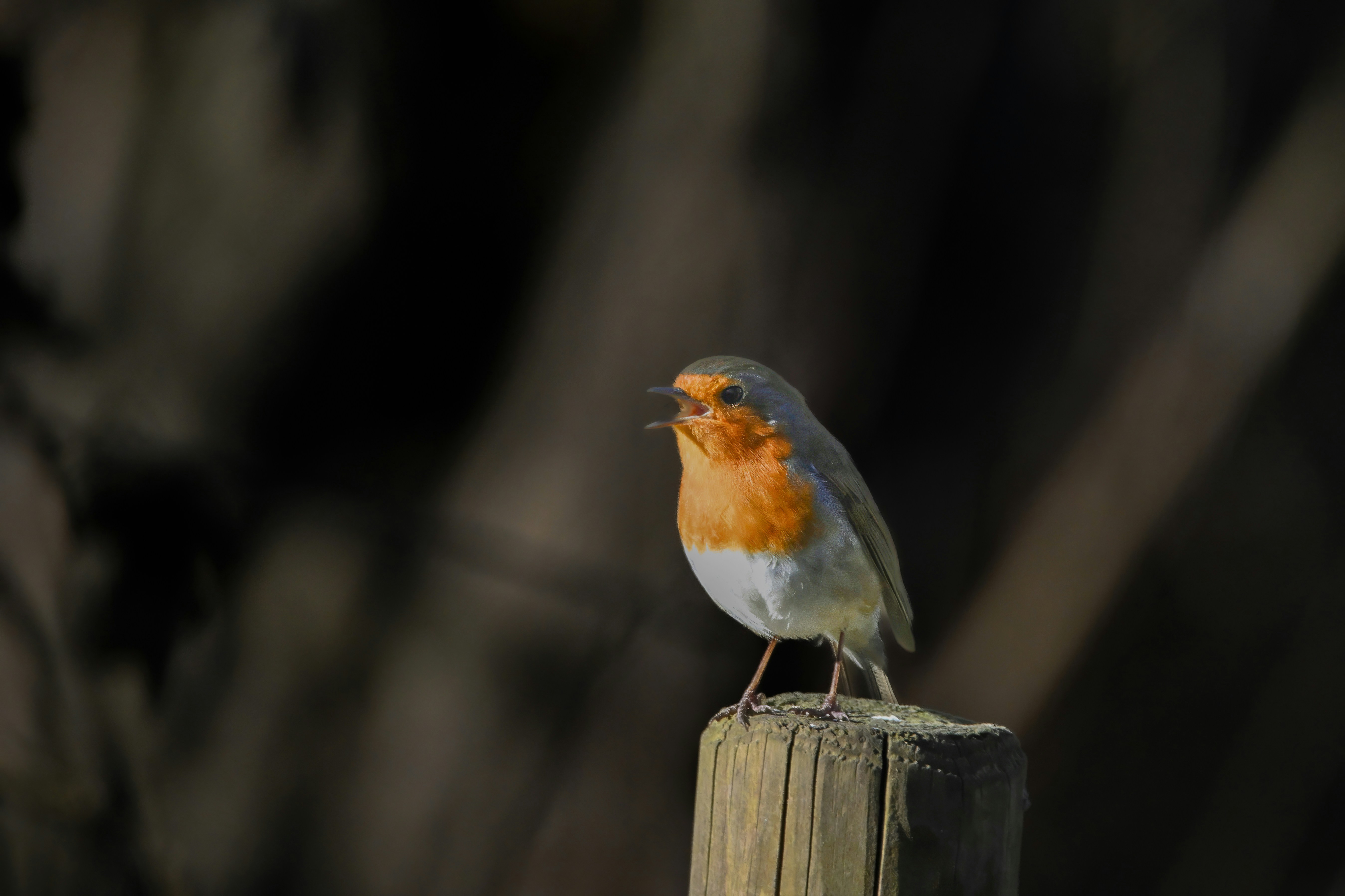 Robin perched on a wooden post, singing in a sunlit forest clearing.