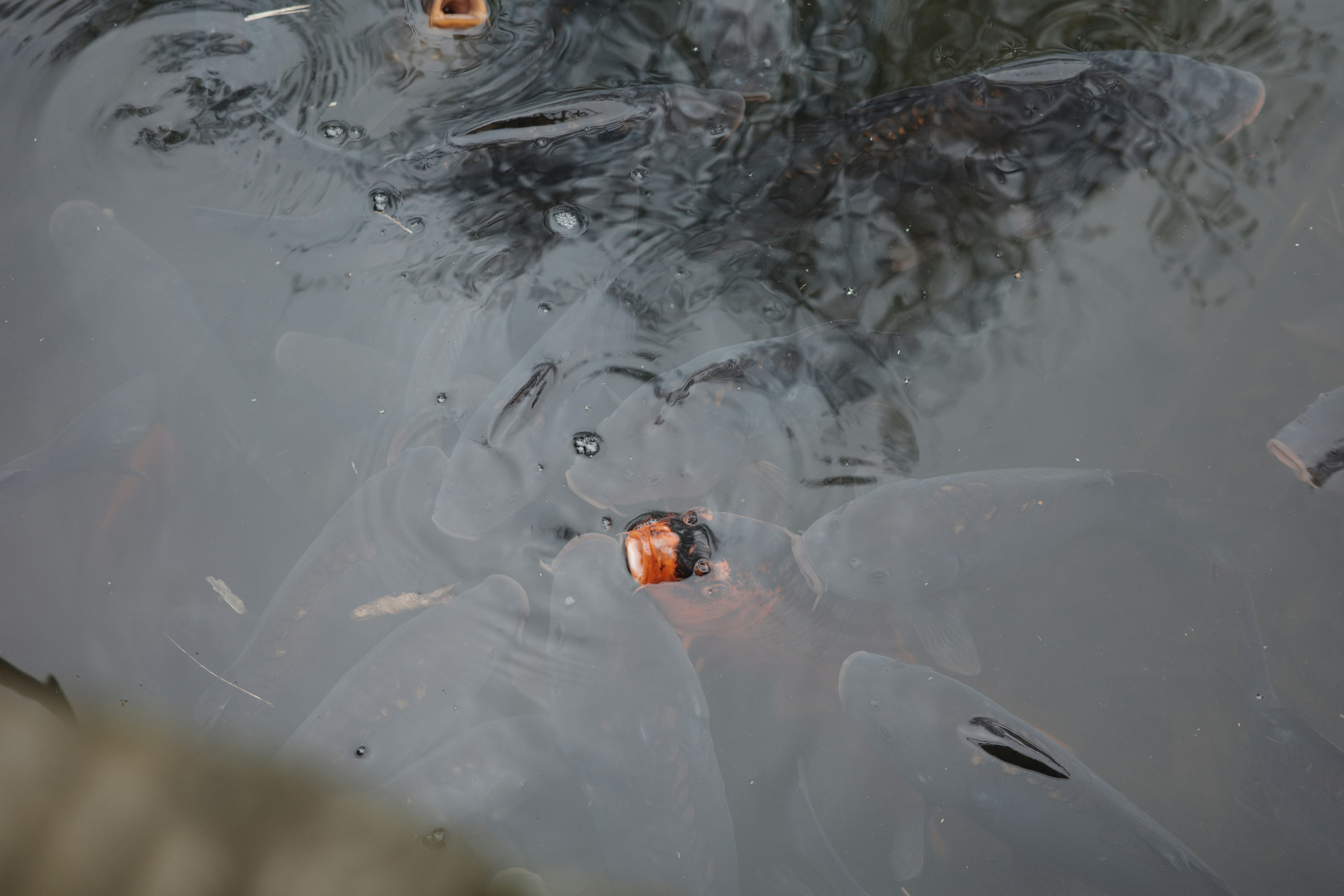 Serene Koi Encounter