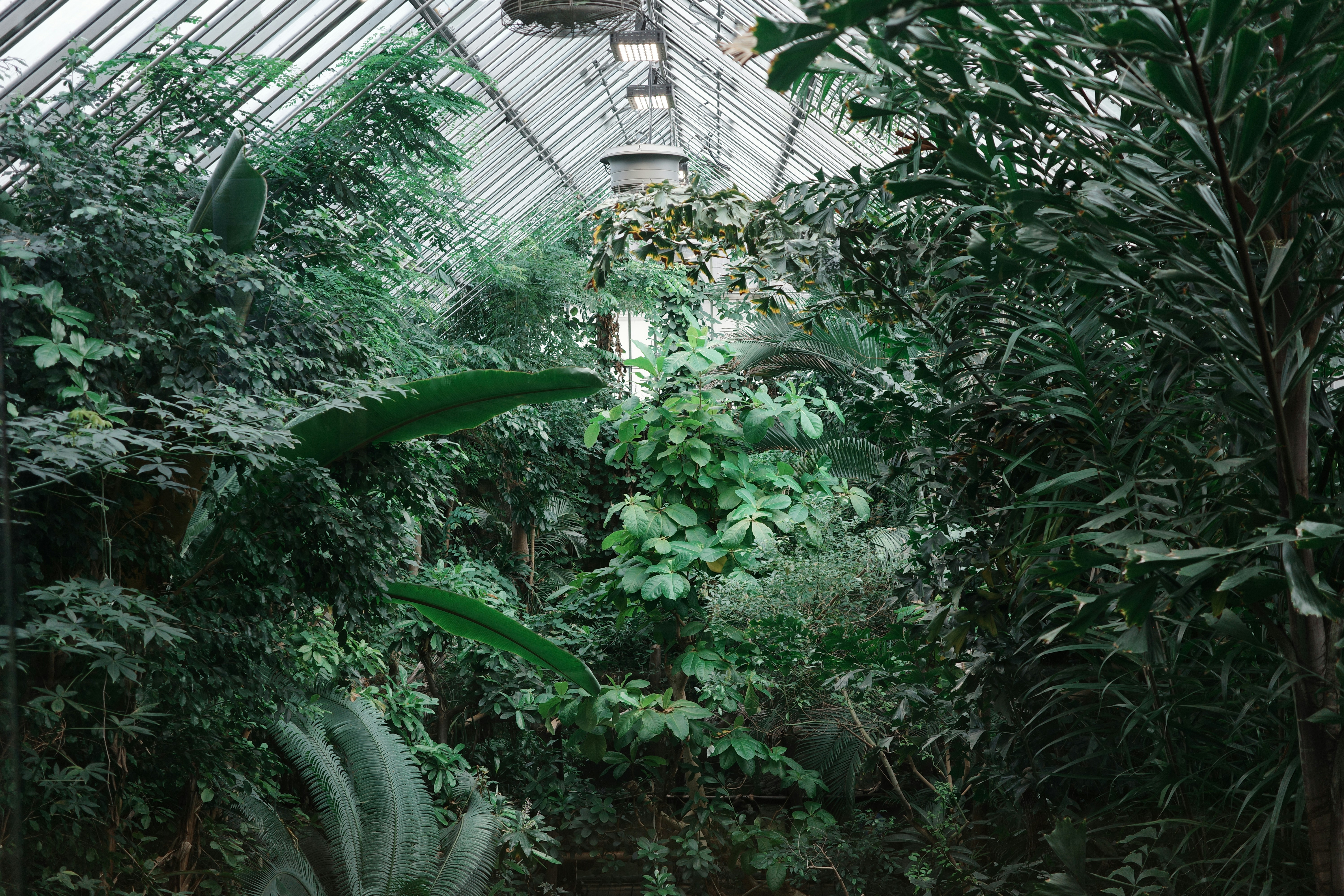 Lush greenery thrives beneath a glass conservatory roof, with varied foliage reaching towards the light.