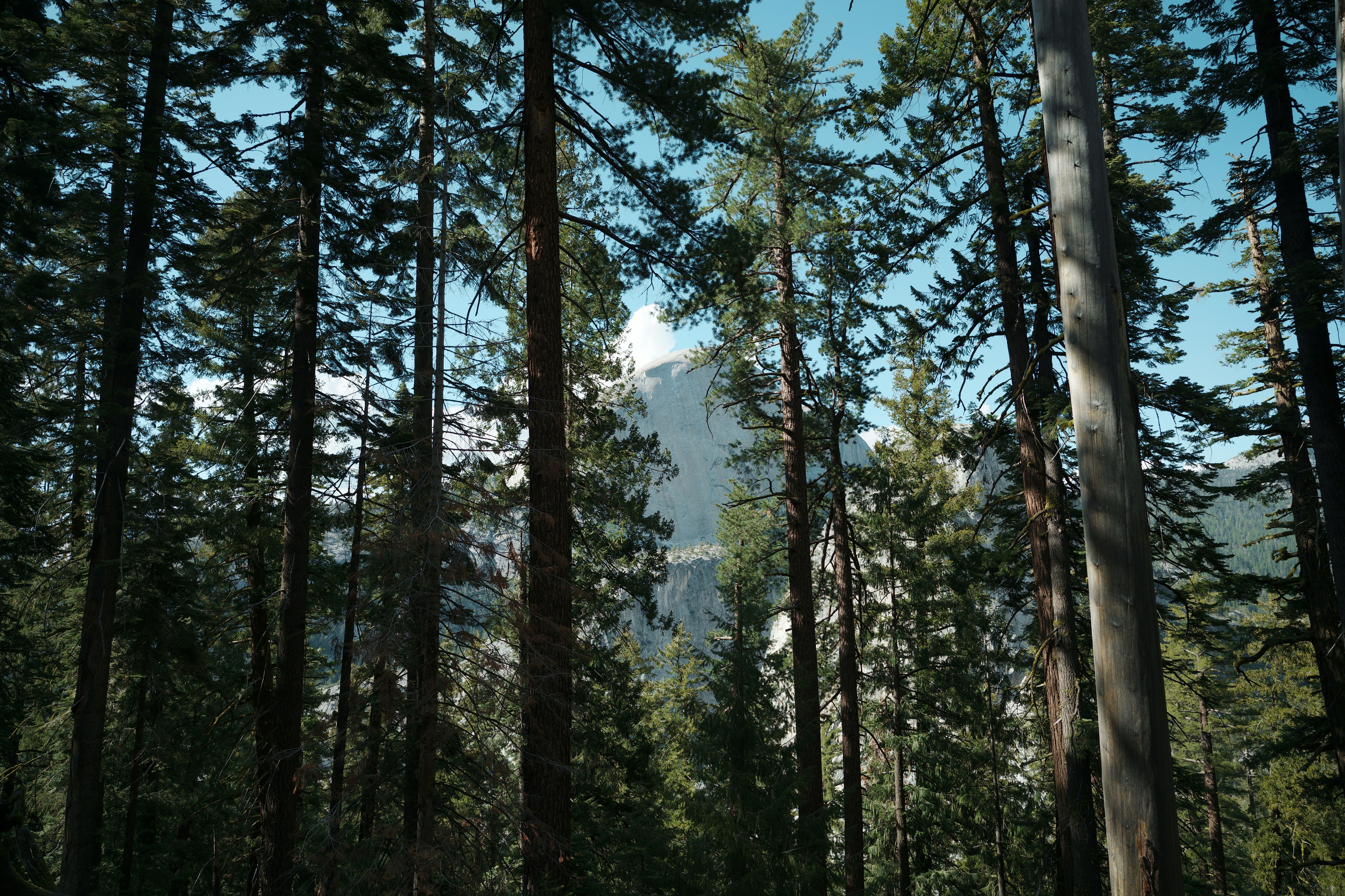 Tall pine trees frame a distant granite peak under a clear blue sky.
