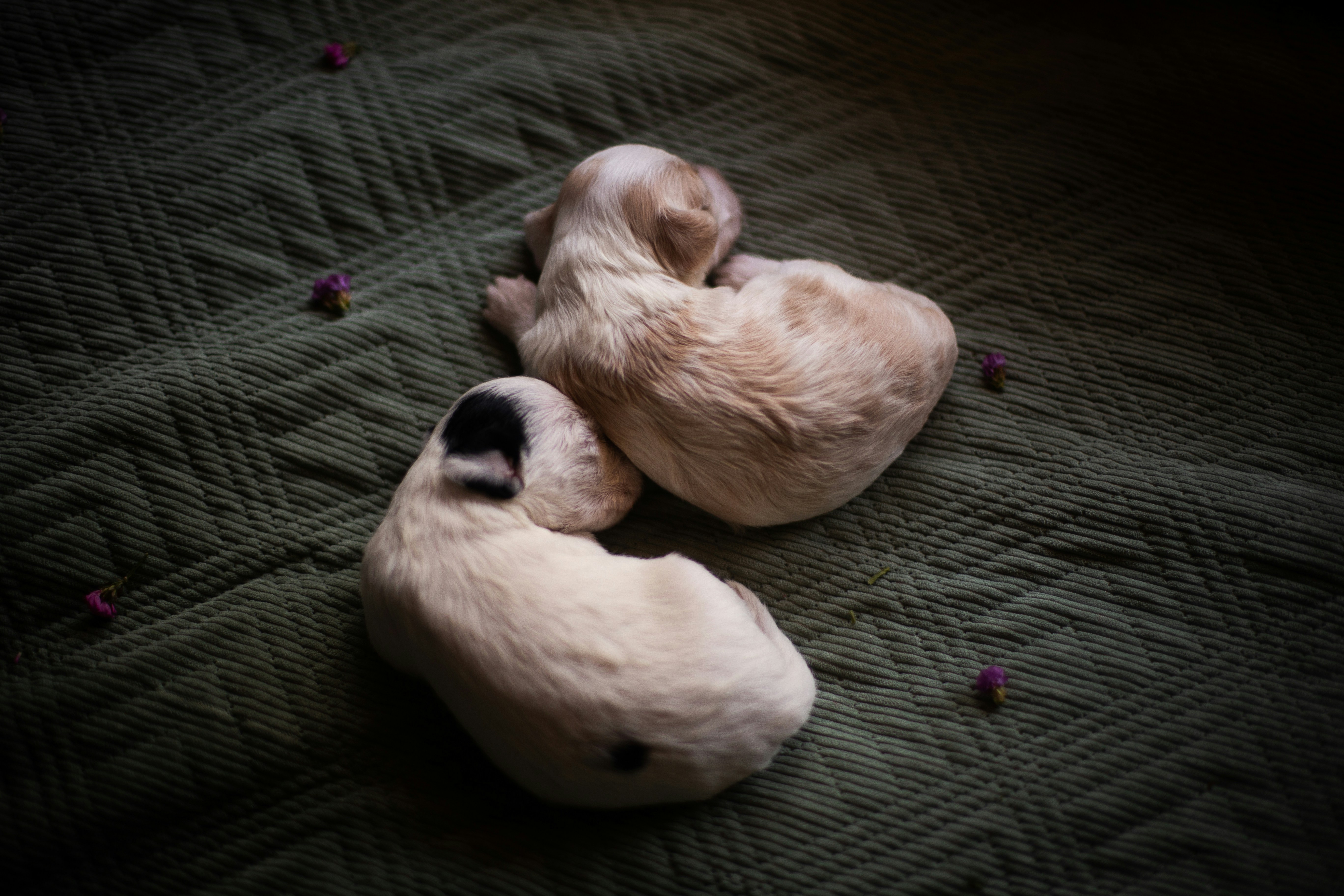 Two adorable puppies snuggled up together. photo – Free Animal Image on ...