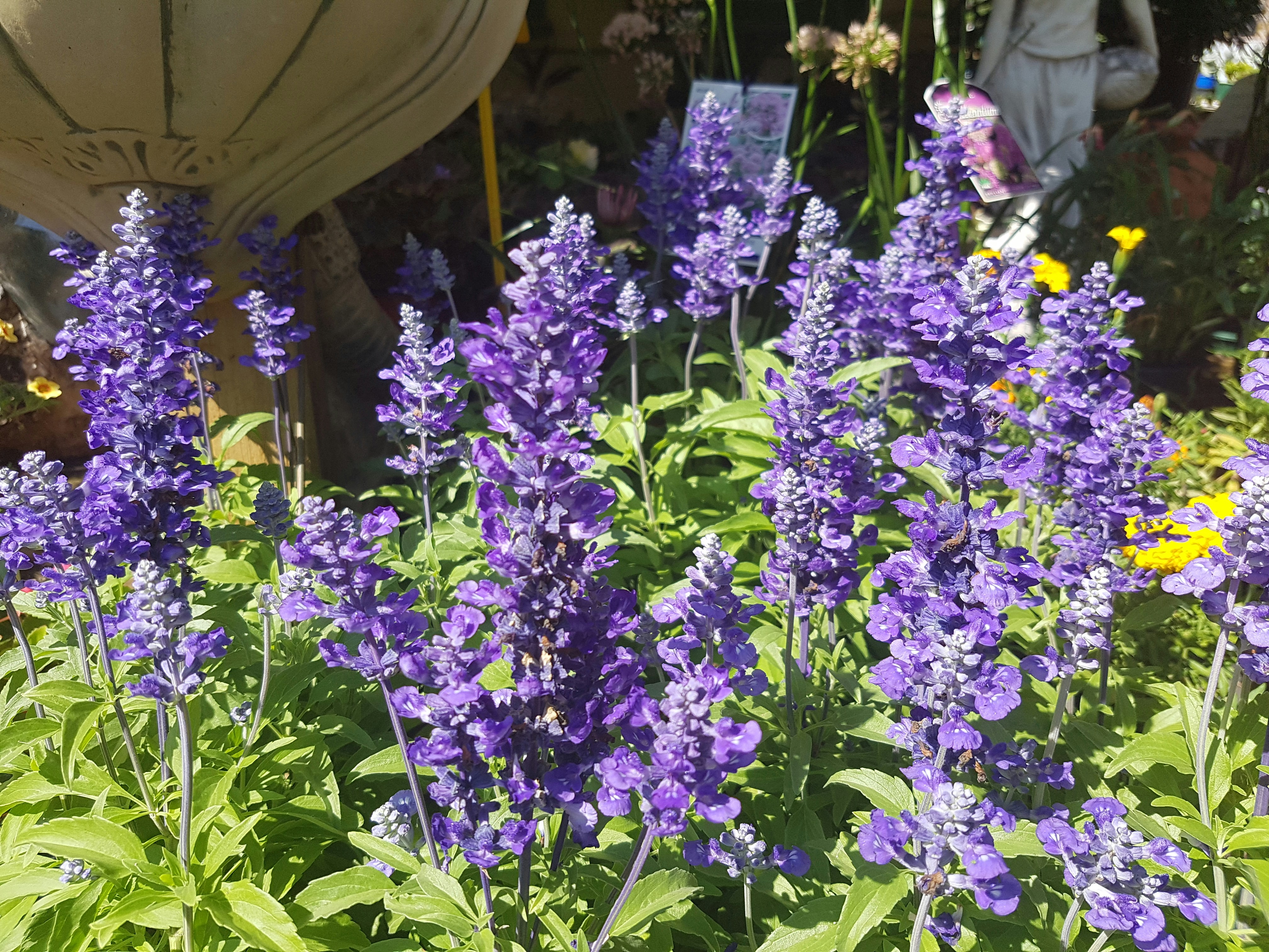 Lavender Symphony in Full Bloom