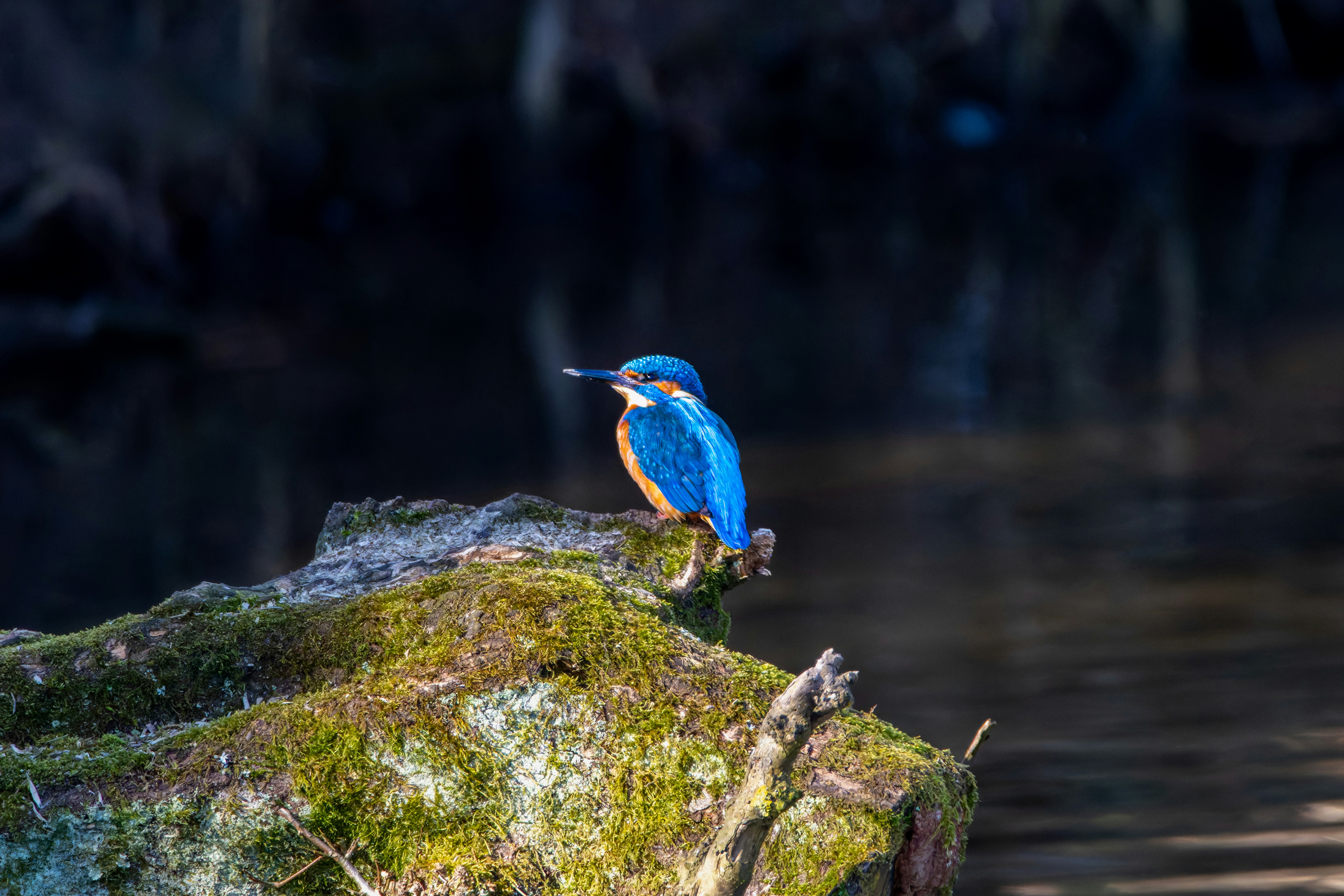 Vibrant Solitude on Mossy Perch