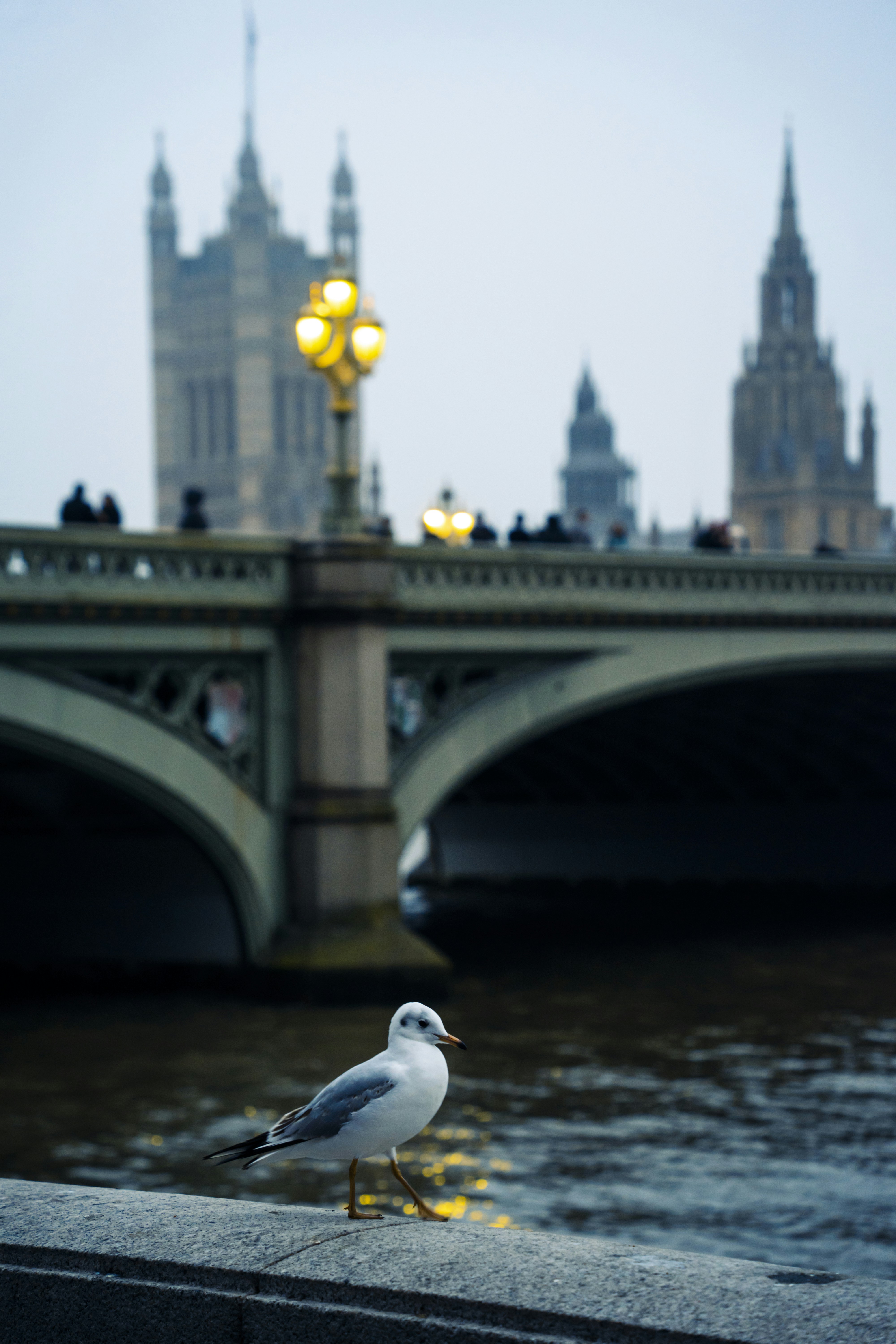 Low-Depth Seagull on the Thames: A Quiet Moment Beneath Westminster's Towers
