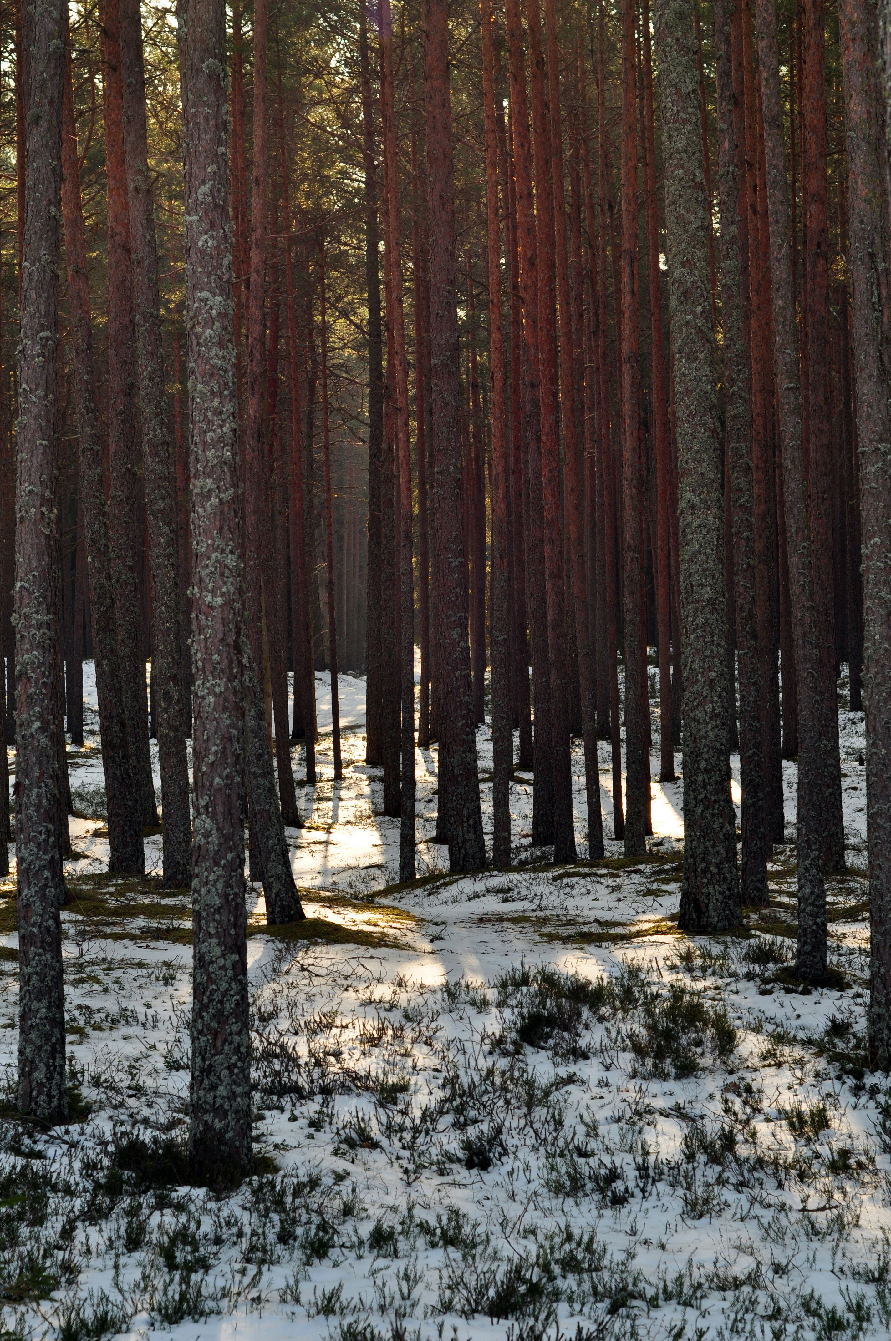 Snow covers the ground in a winter forest. photo – Free Forest Image on ...