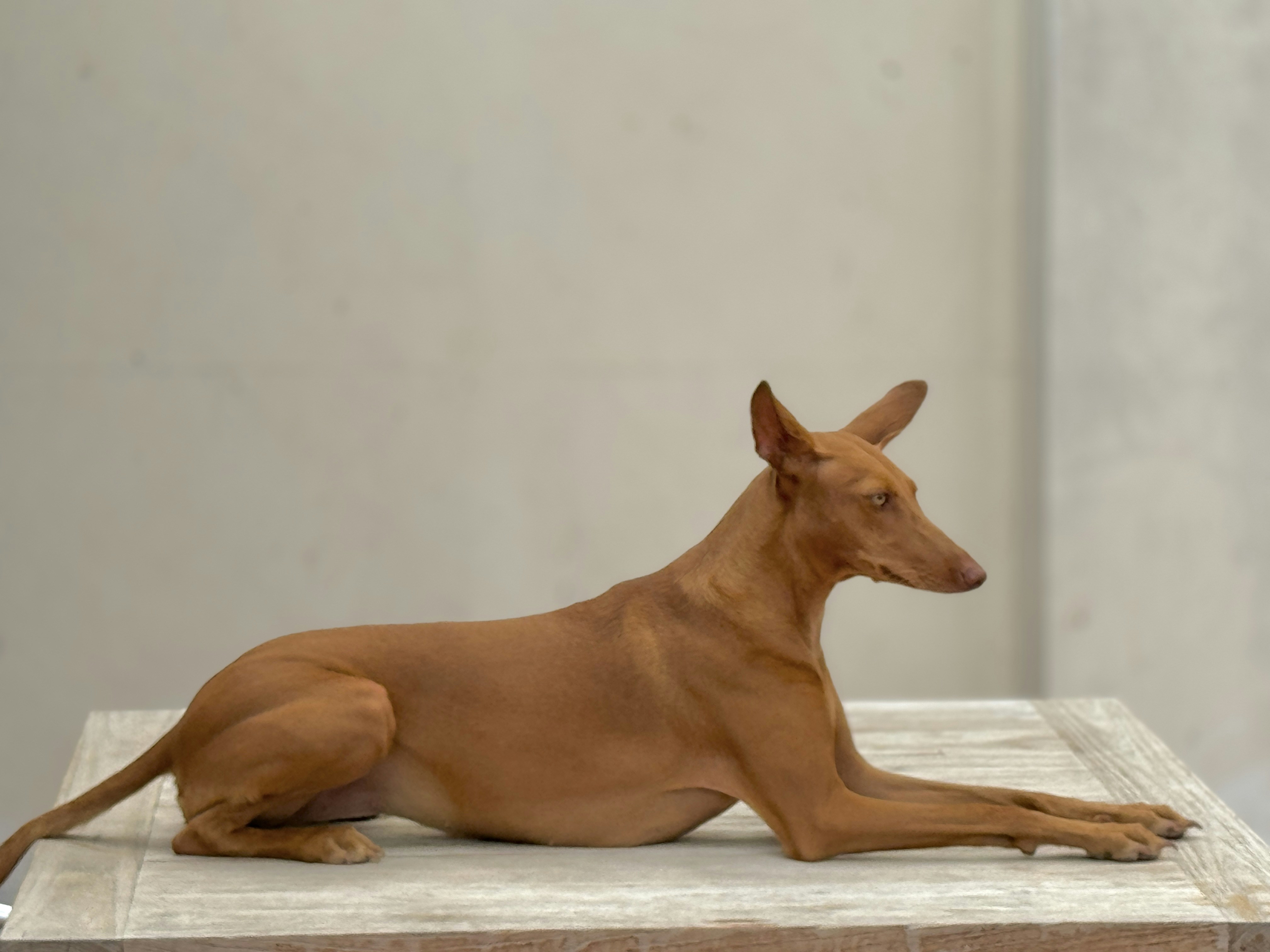 A beautiful dog is reclining on a table. photo – Free Dog Image on Unsplash