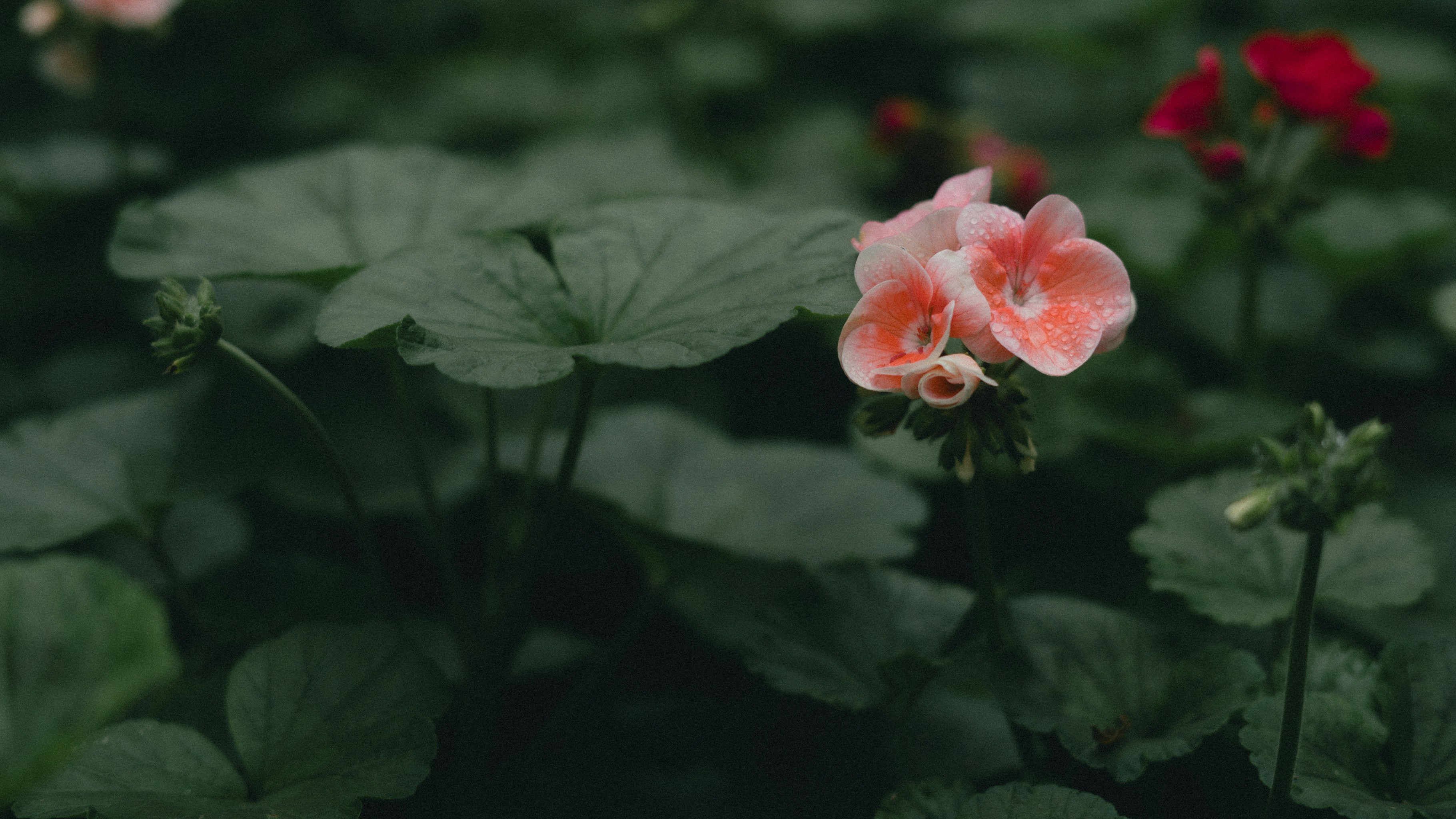 Coral Geranium Bloom Piercing a Veil of Green Shadows