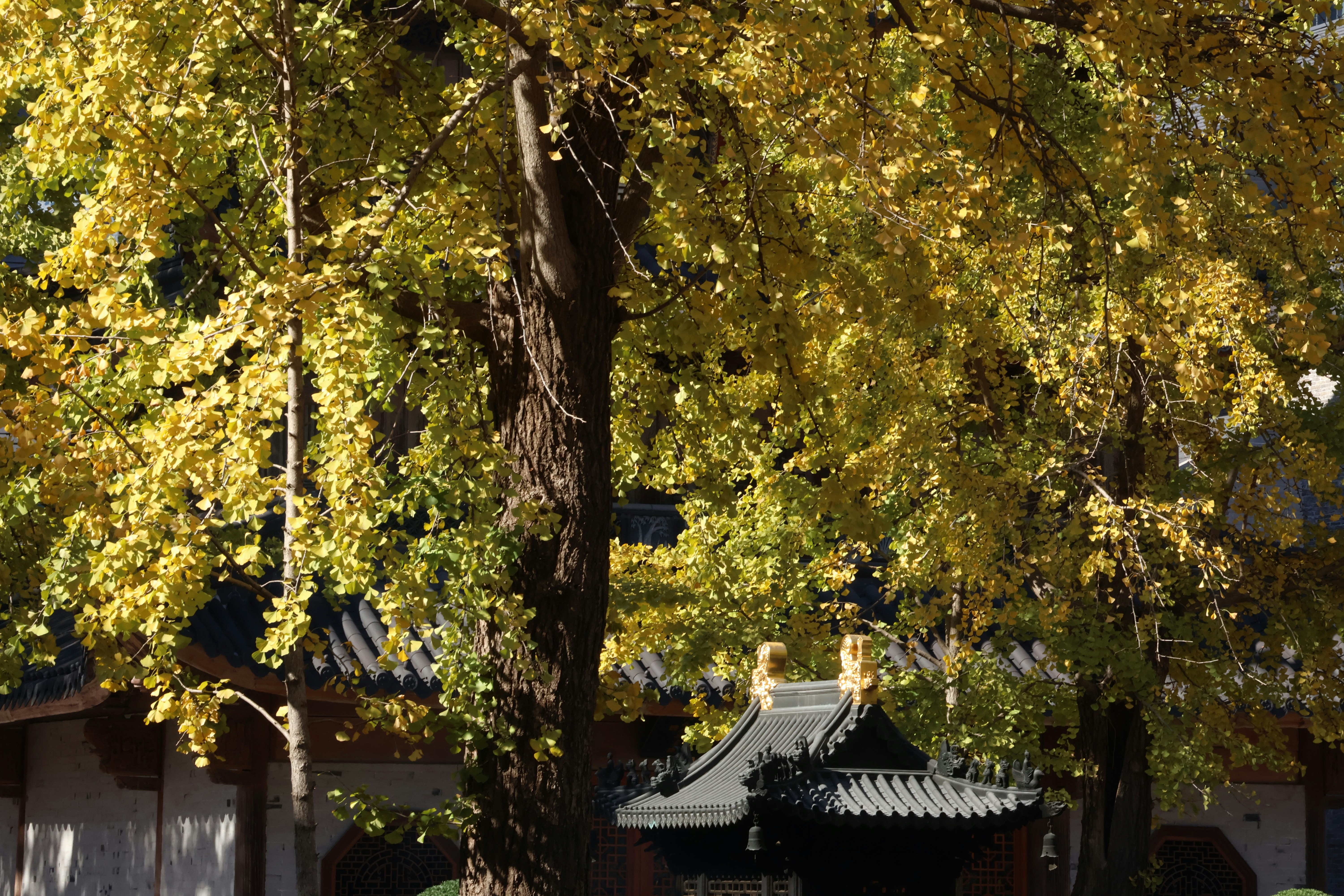 Golden ginkgo leaves cascade over a traditional temple roof in autumnal sunlight.