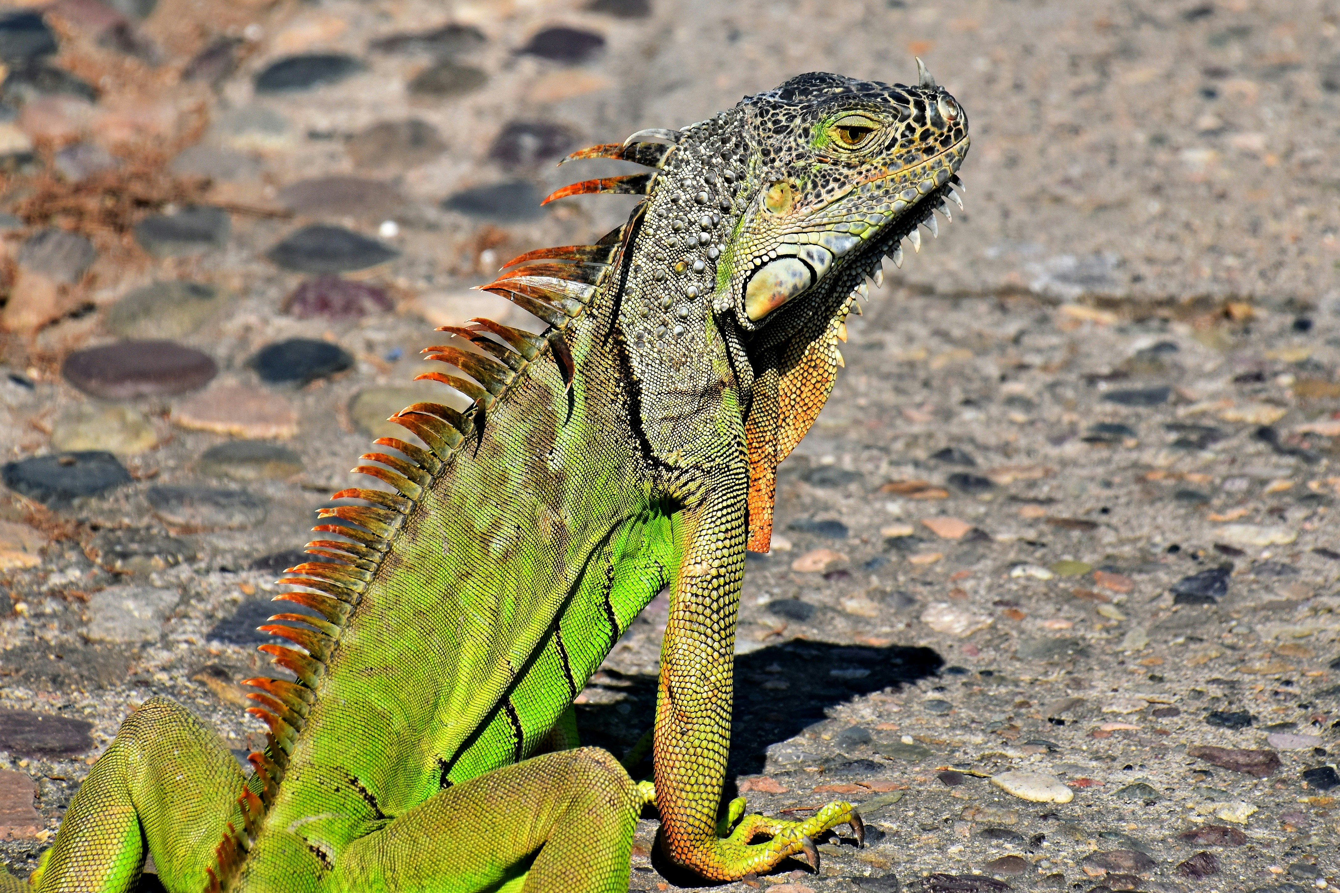 Photo by Jeffrey Eisen with Nikon D5600