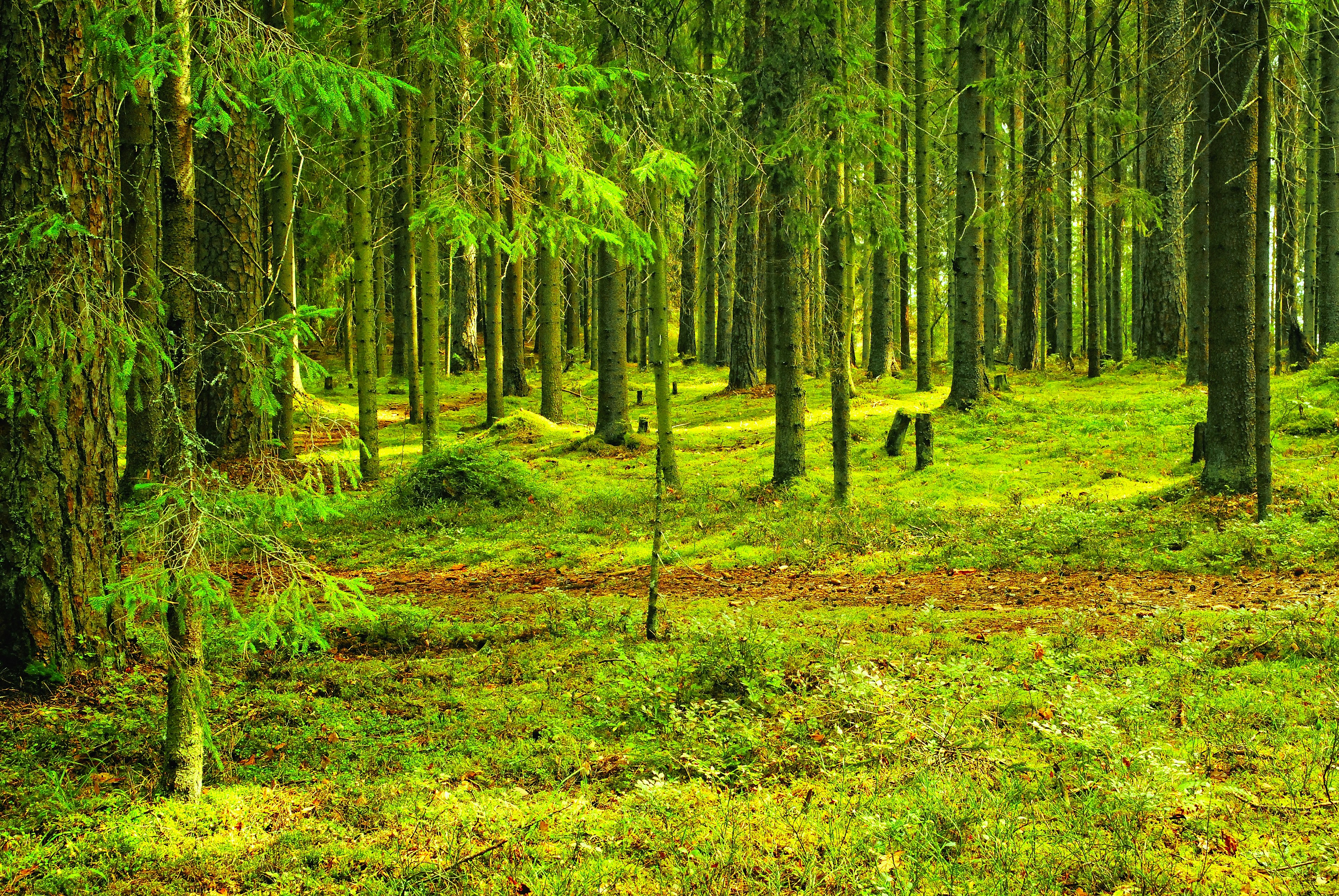 Sunlit pine trees casting long shadows over a vibrant green forest floor.