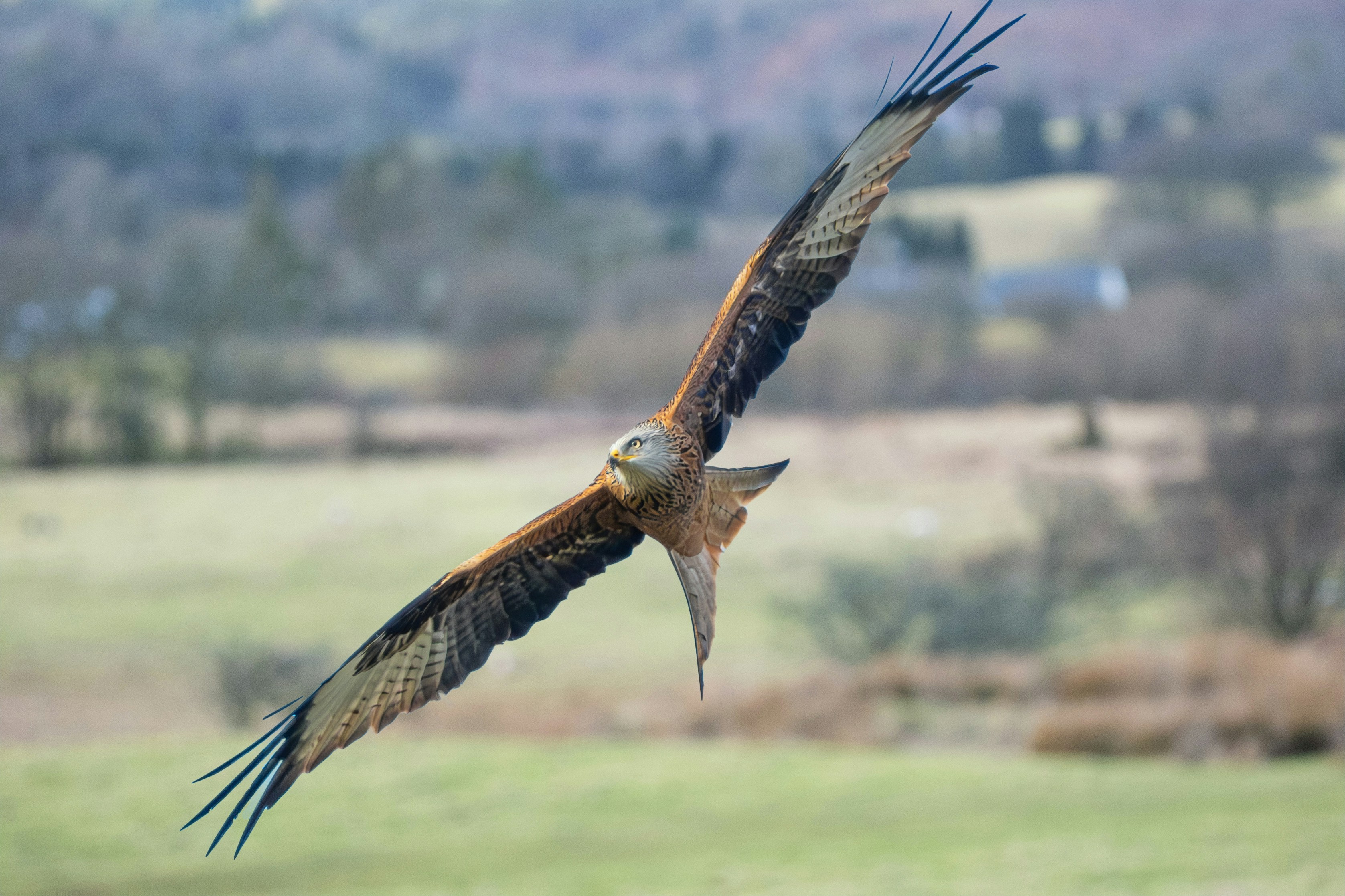 Open-Field Glide: A Raptor Carves a Wide Arc in Flight