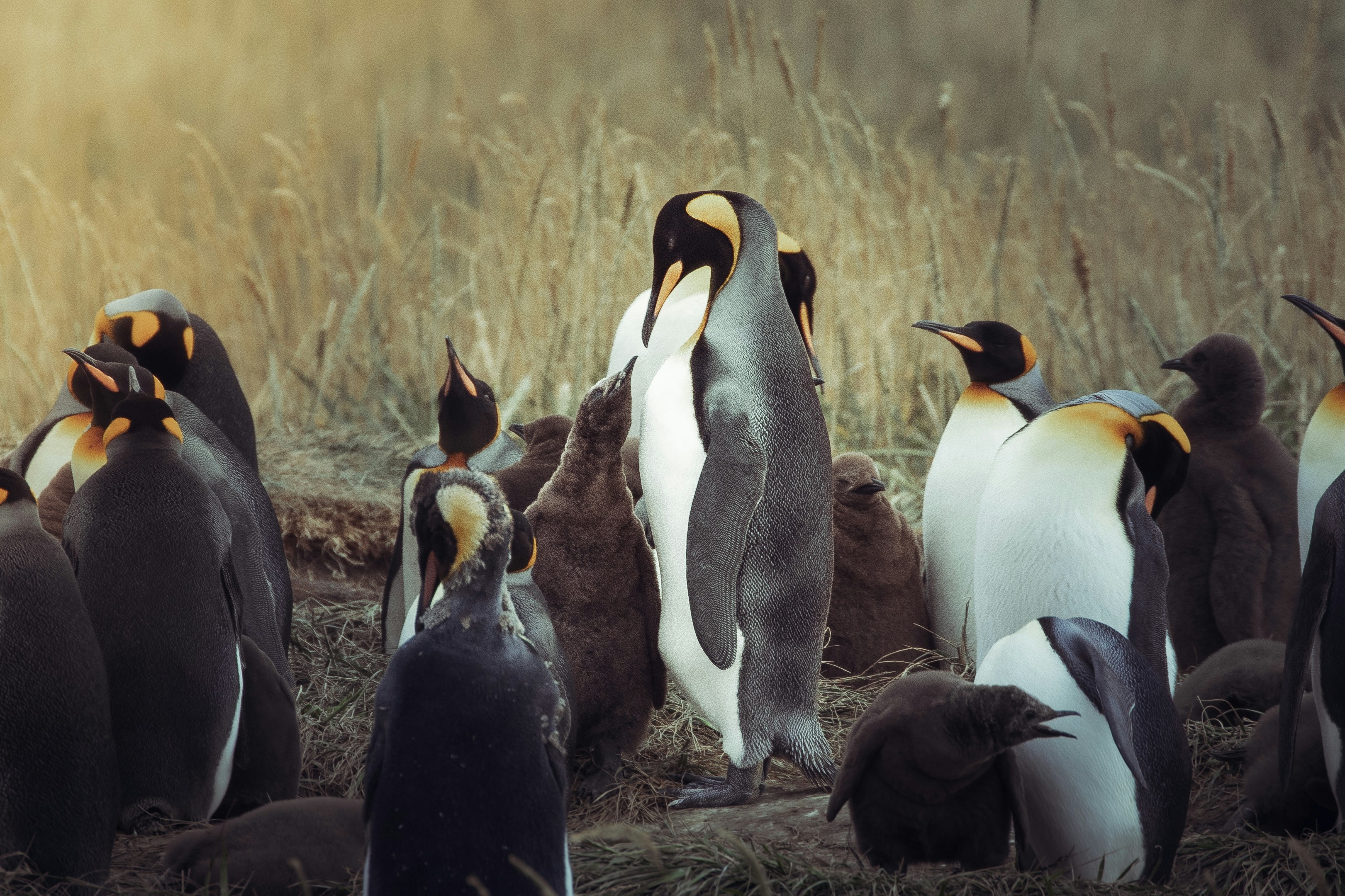 Colony of King Penguins at Rest: A Gently Lit Gathering