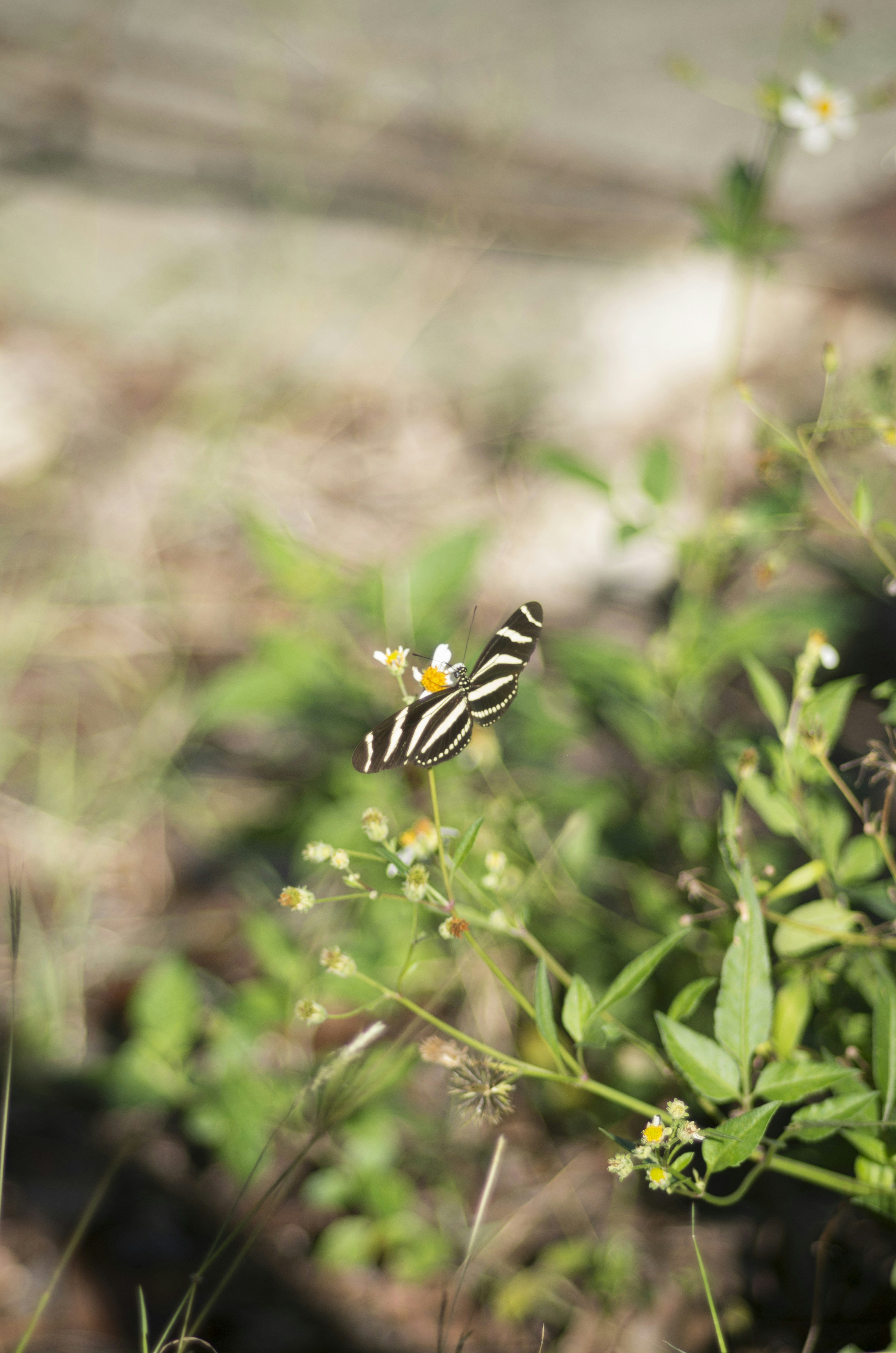 Zebra-striped Butterfly on a Wildflower in a Sunlit Meadow
