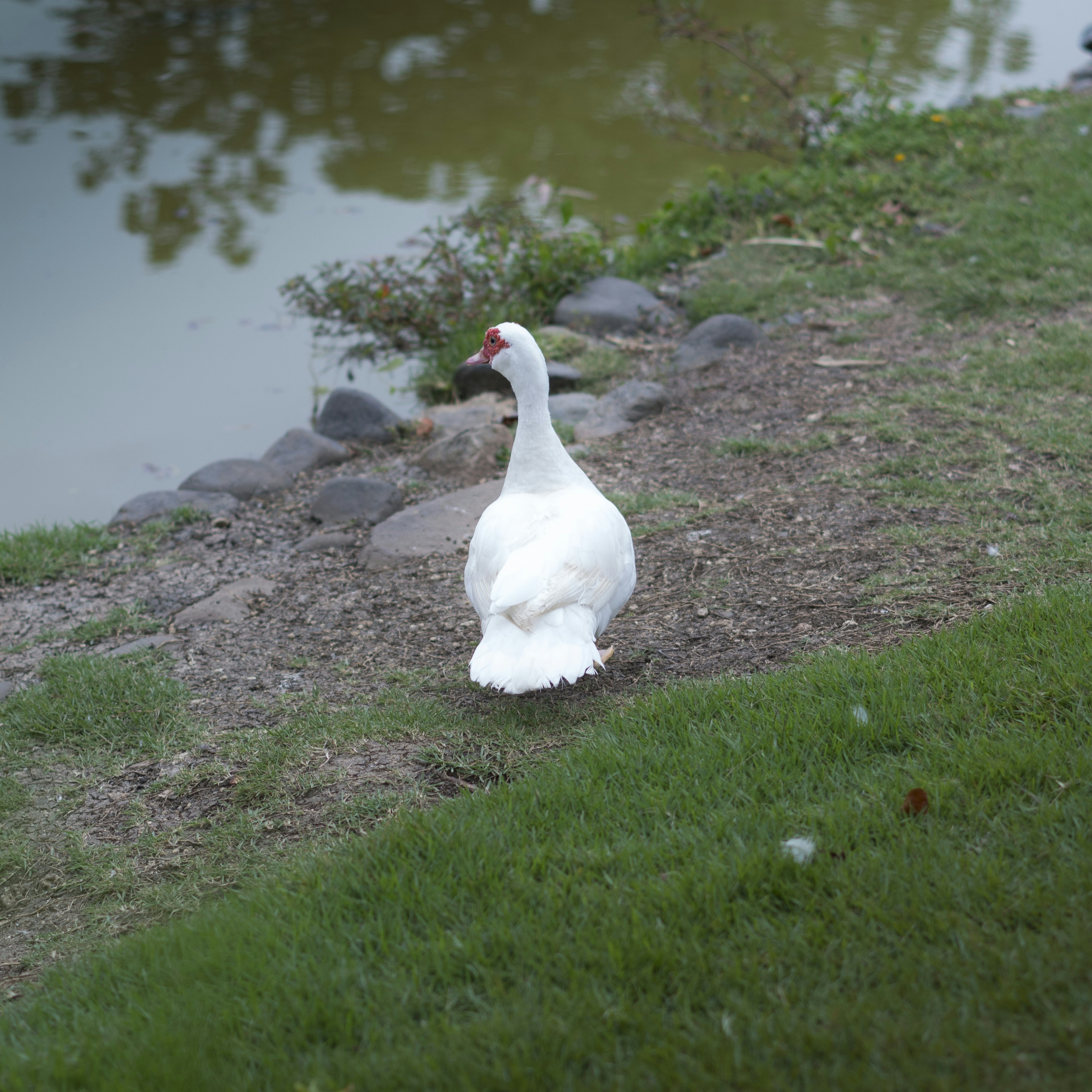 Pebble Shore Sentinel: A White Goose by the Quiet Lake