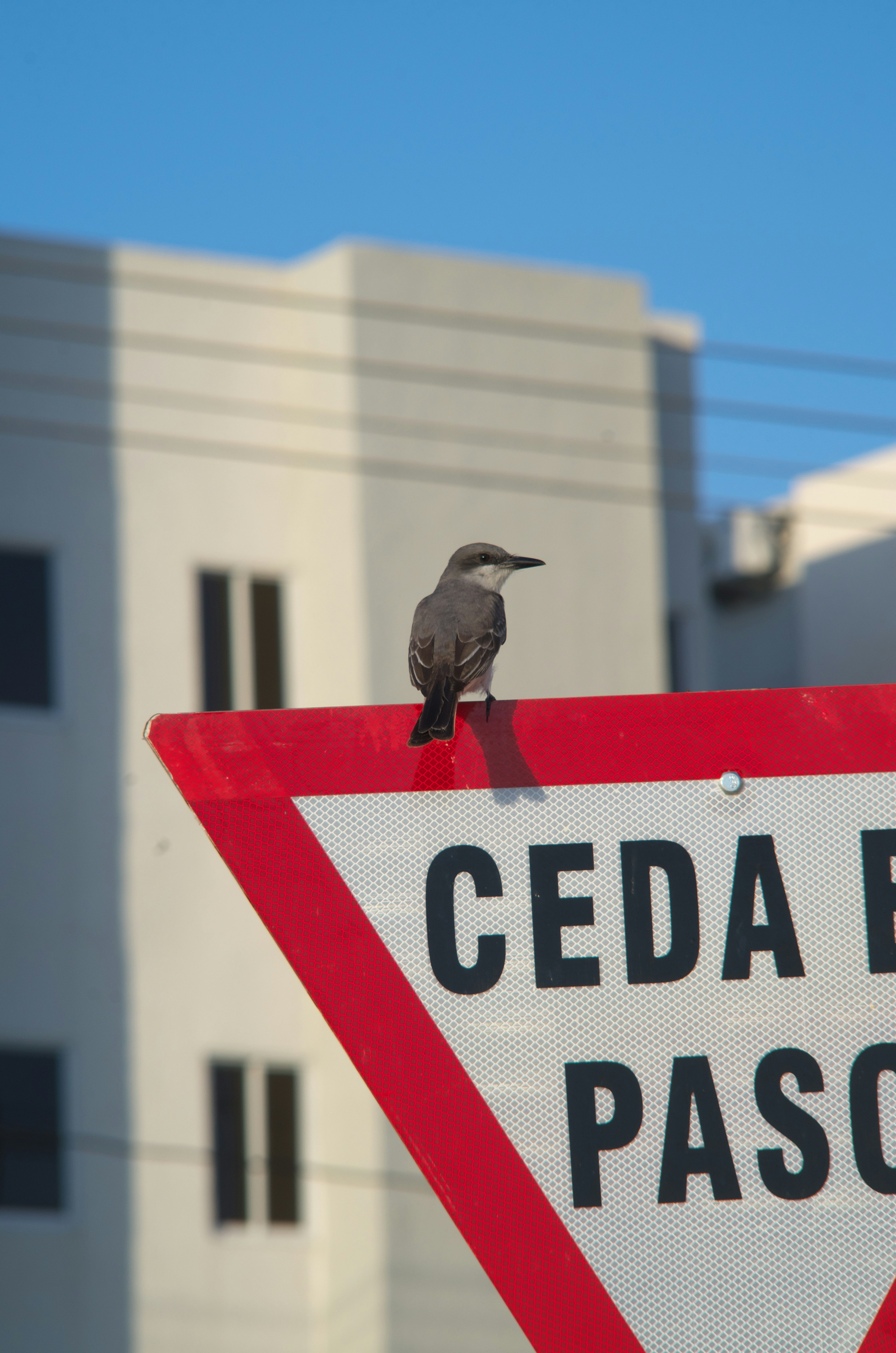 A bird perches atop a yield sign. photo – Free Animal Image on Unsplash
