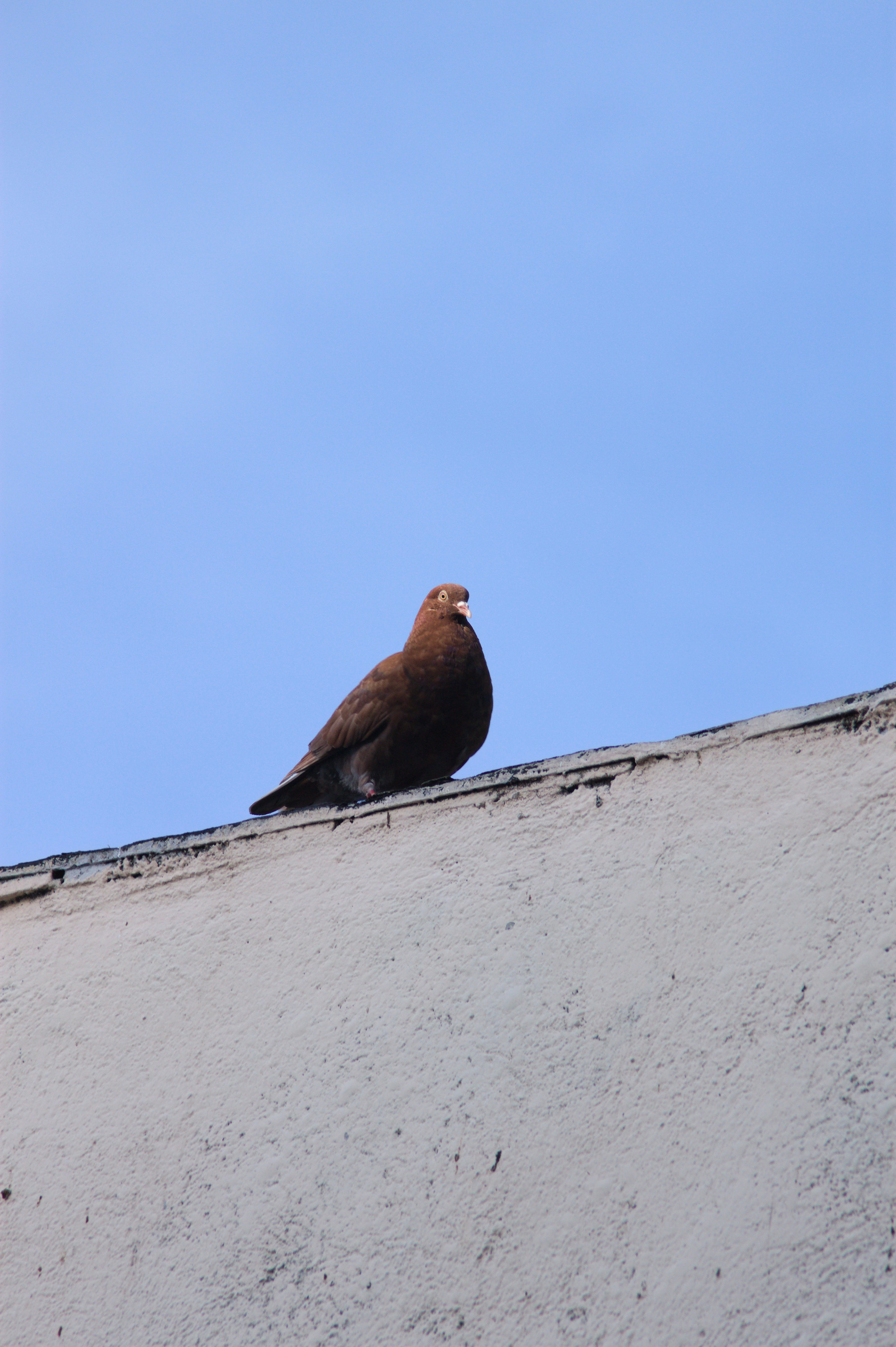 Pigeon on the Edge: a Quiet Moment on a Weathered Roof Against a Clear Blue Sky