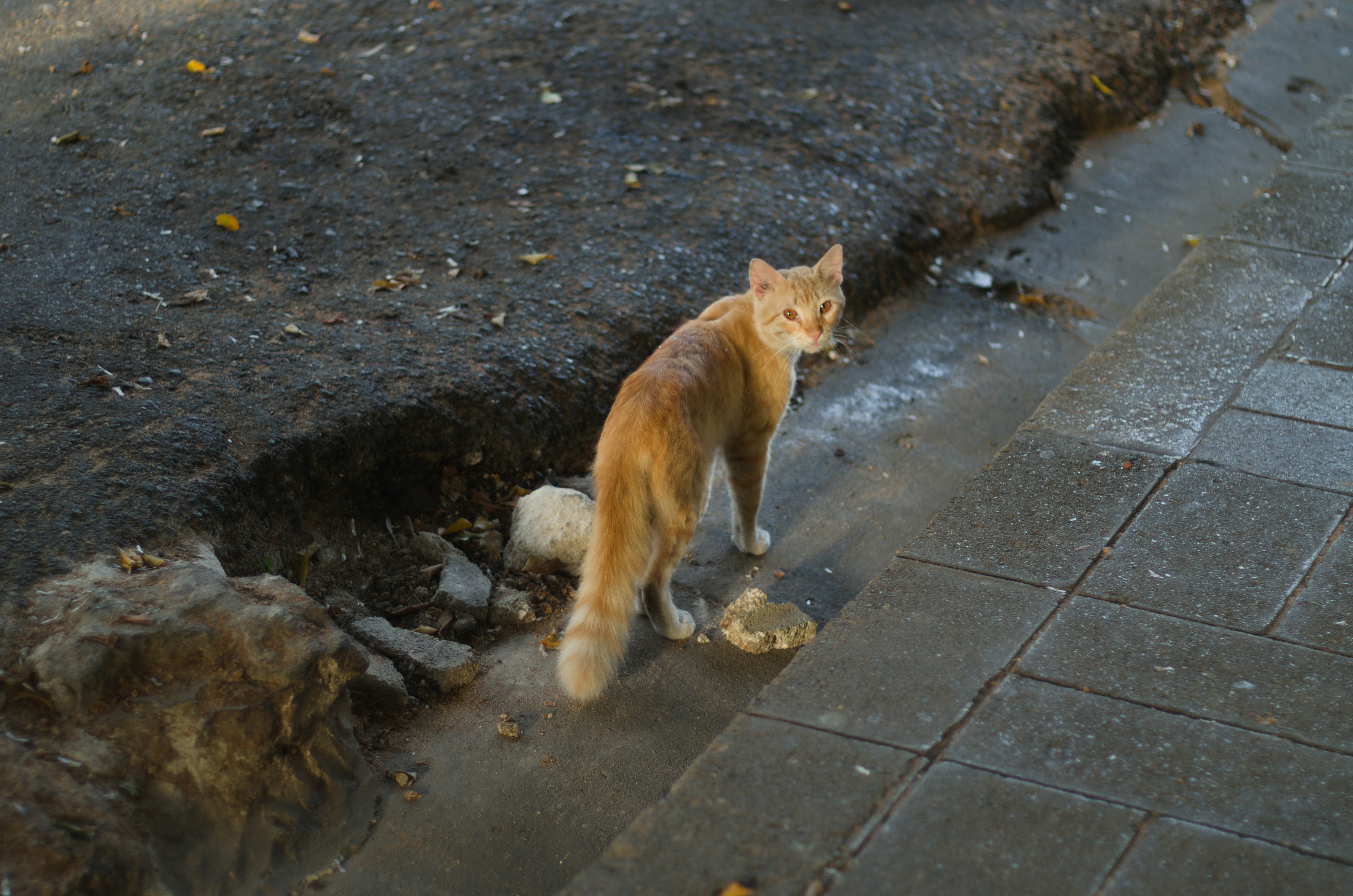 Ginger cat stands by a curb and looks back.
