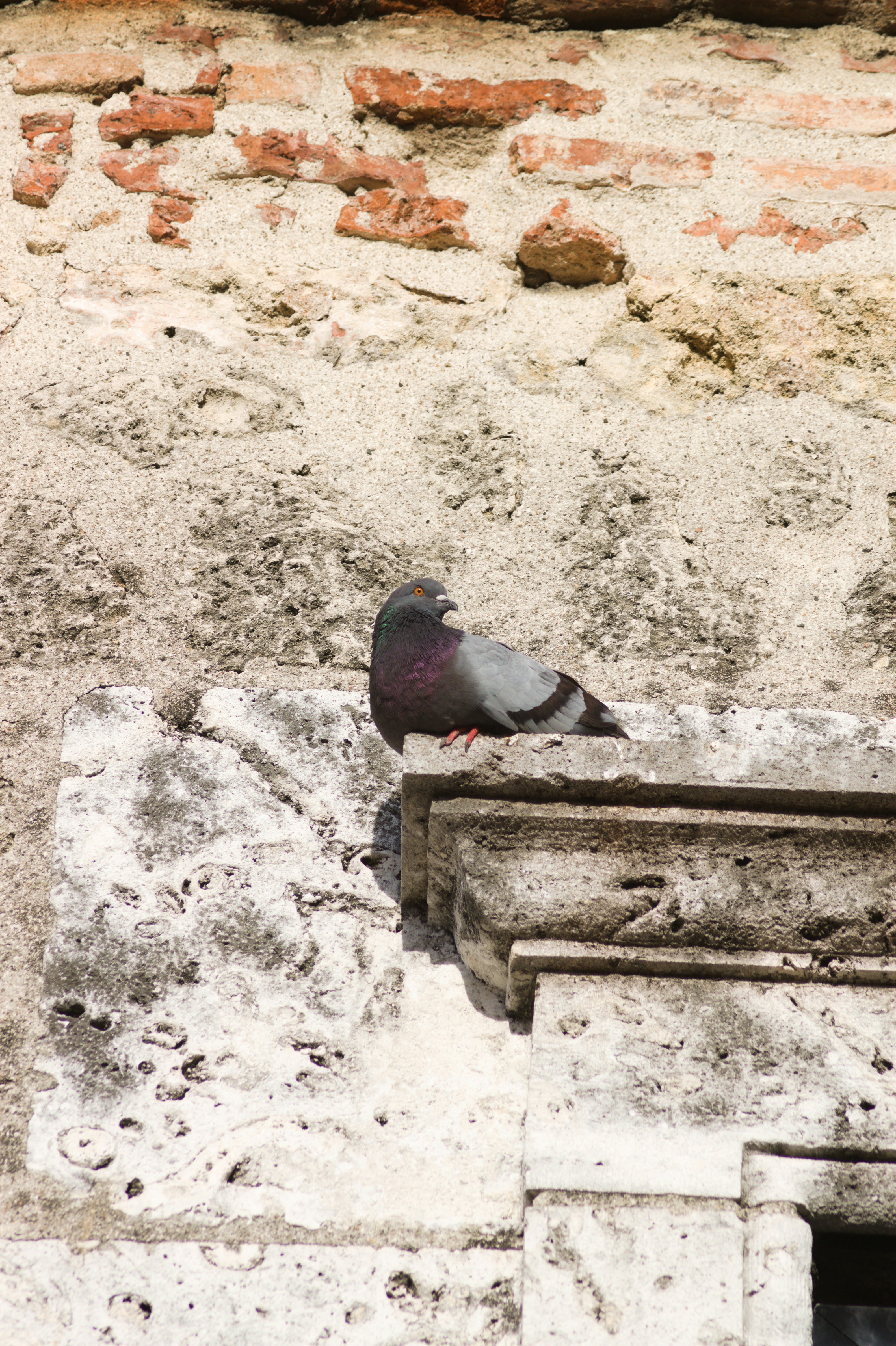 Pigeon Perch on Weathered Stone Steps Beneath Crumbling Brickwork