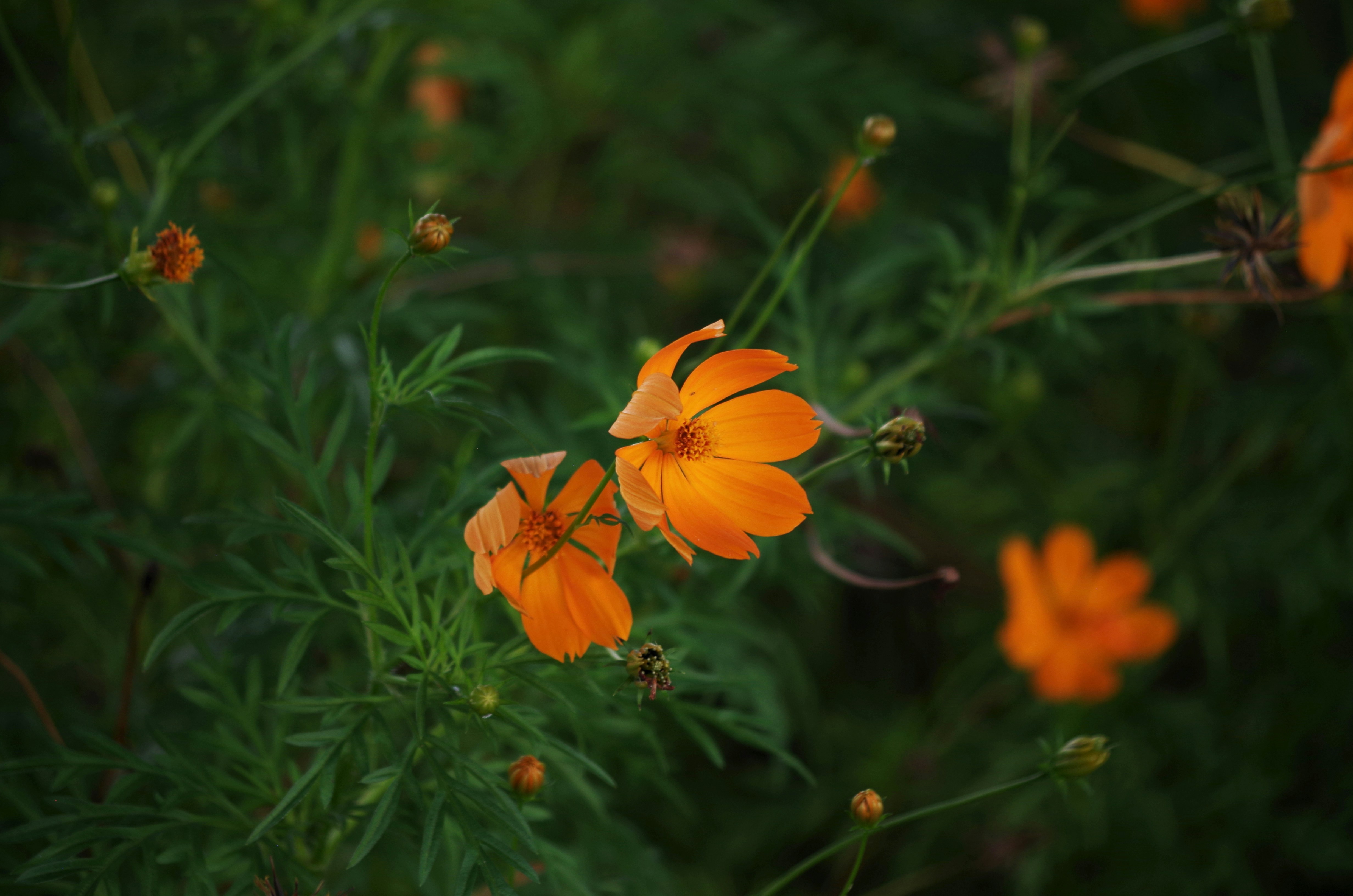 Delicate orange flowers surrounded by lush green foliage, capturing the essence of a serene garden moment.