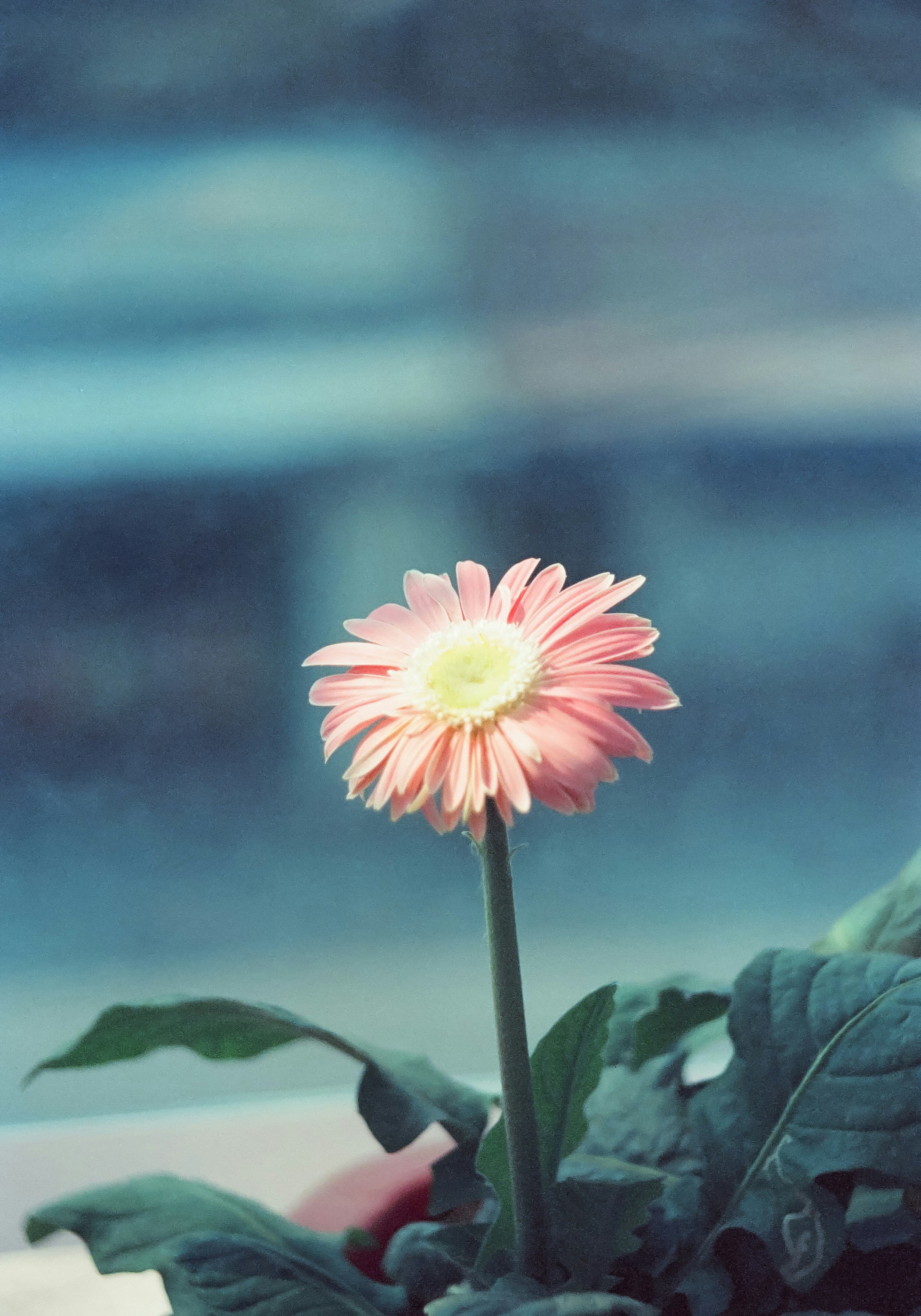 Taken with nikon F801s and 35-105 ais manual lens on Vision 3 250D.