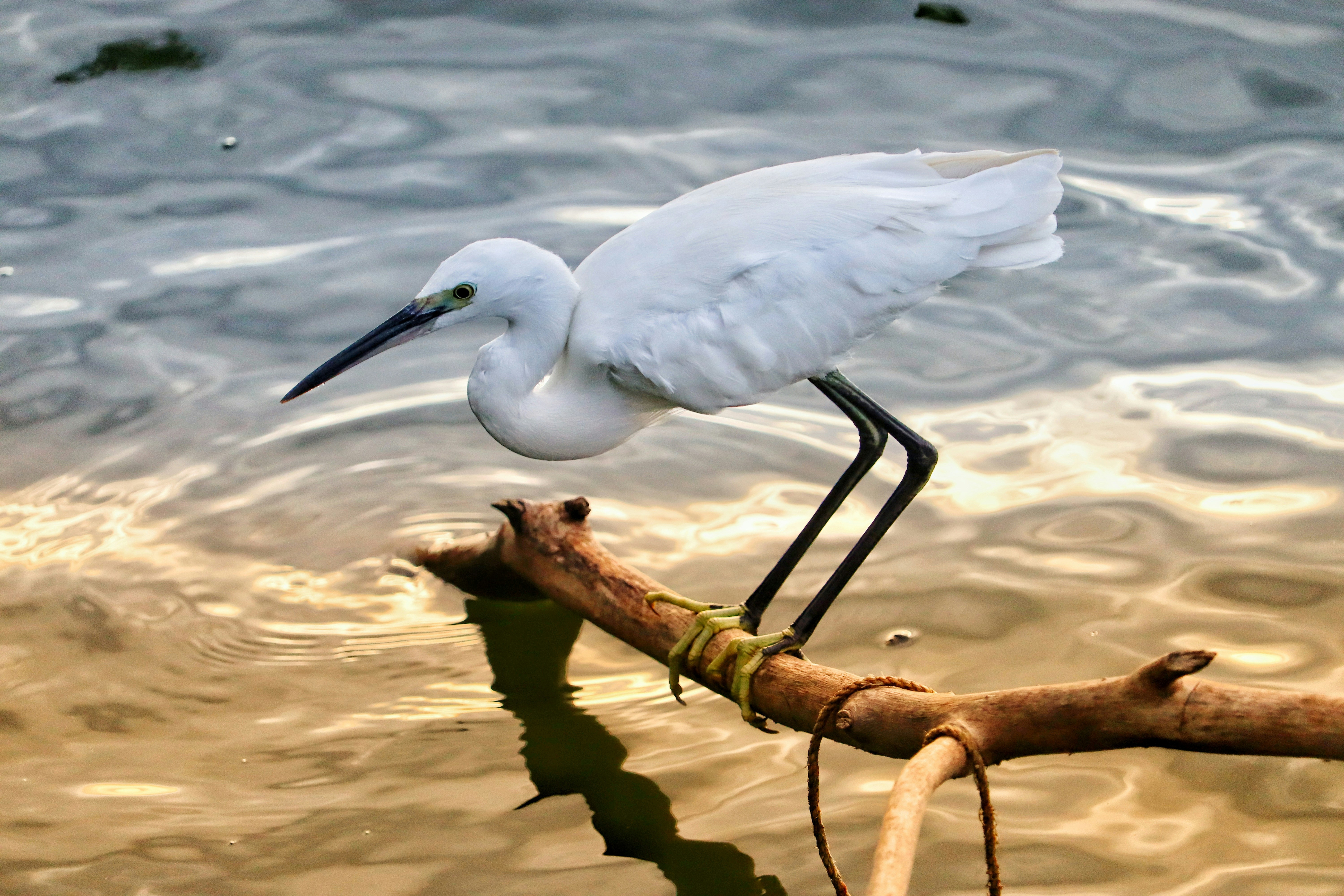 Poised Elegance by the Water's Edge