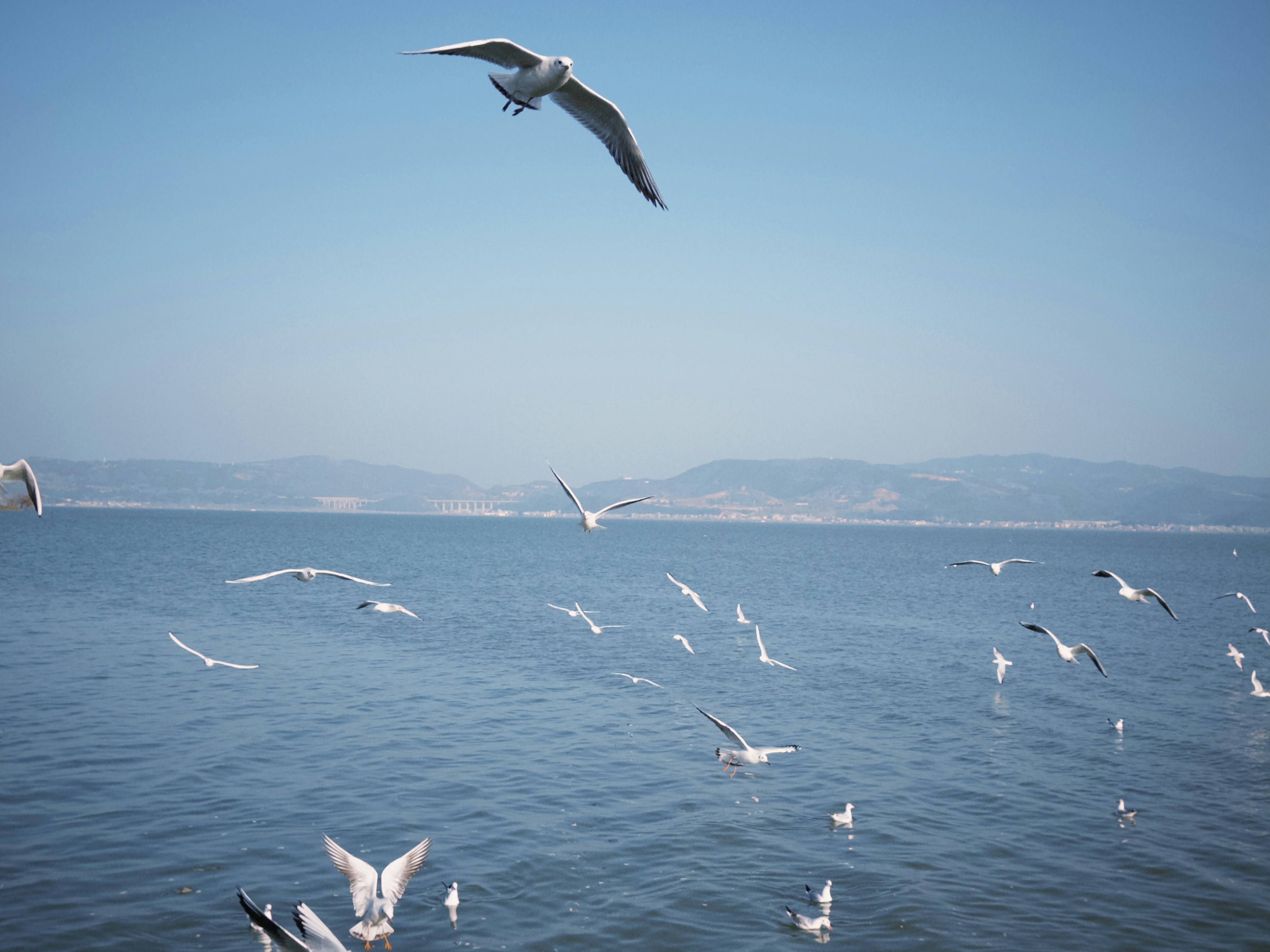 Wingbeat at the Blue Edge: A Gull Commands the Sky Over Calm Seas