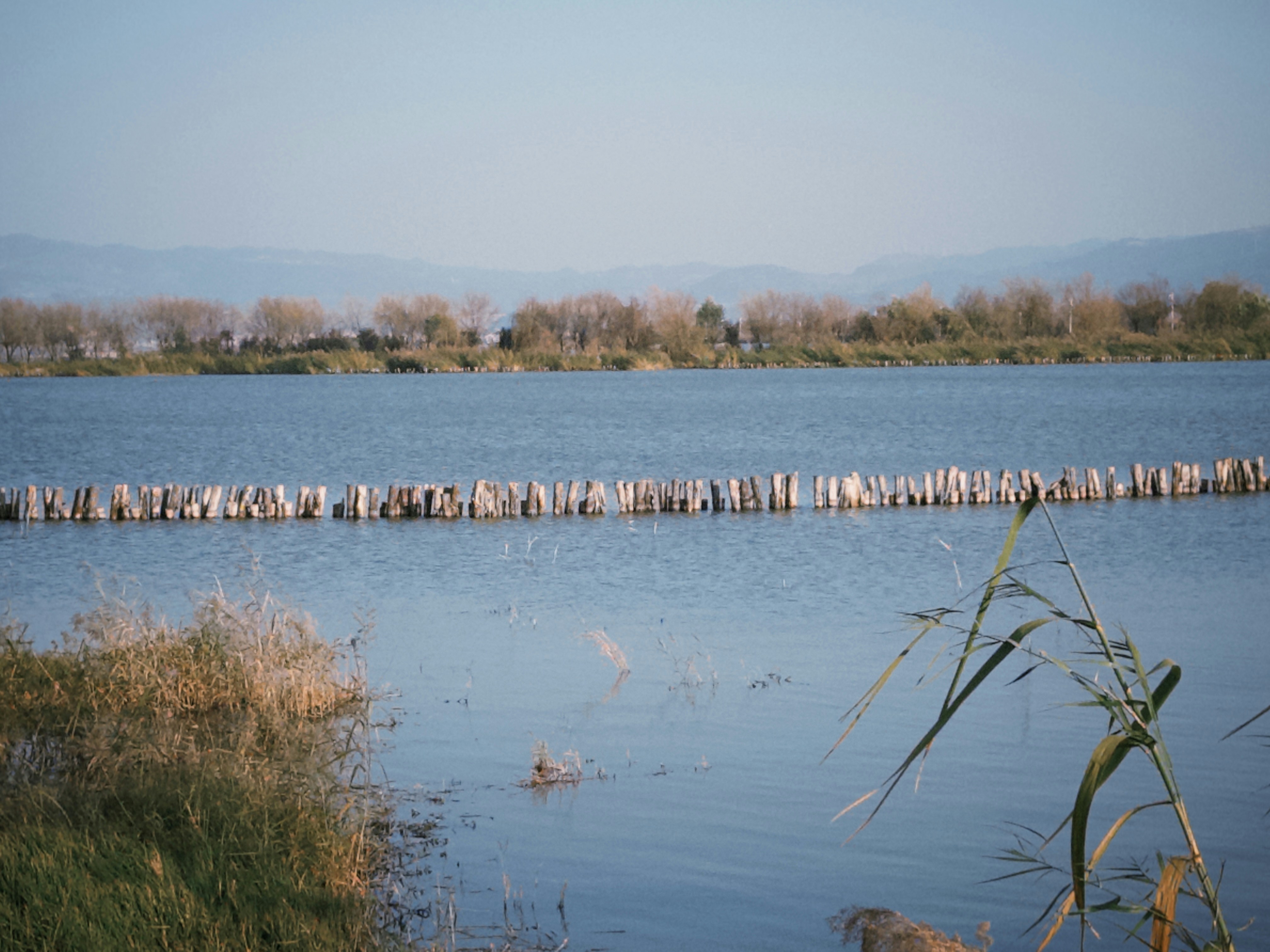 Calm lake with distant trees under a clear blue sky, wooden posts creating a serene division.
