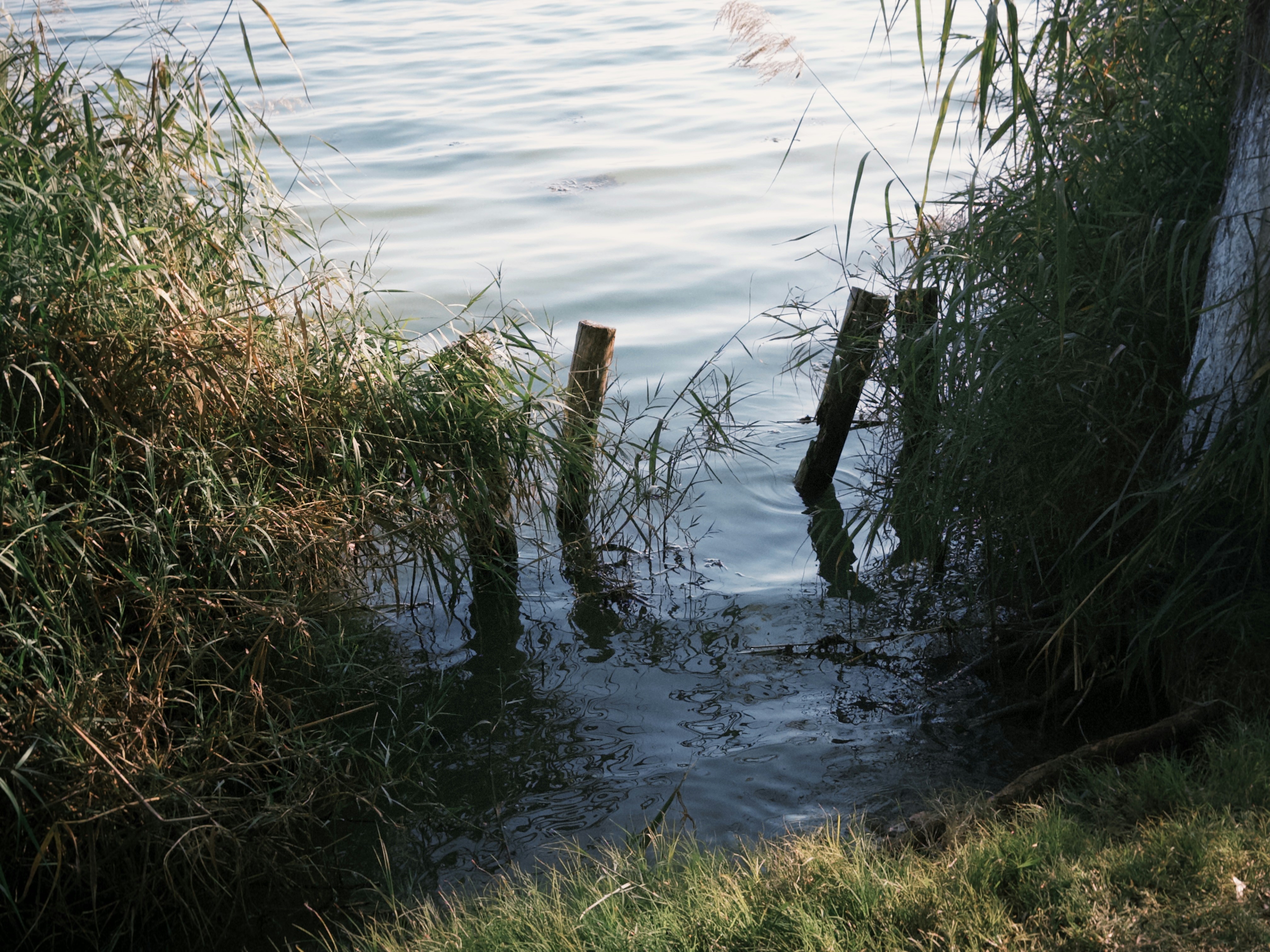 Weathered wooden posts emerge from the calm waters, surrounded by lush greenery and gentle ripples. The serene scene captures the tranquility of nature's embrace.