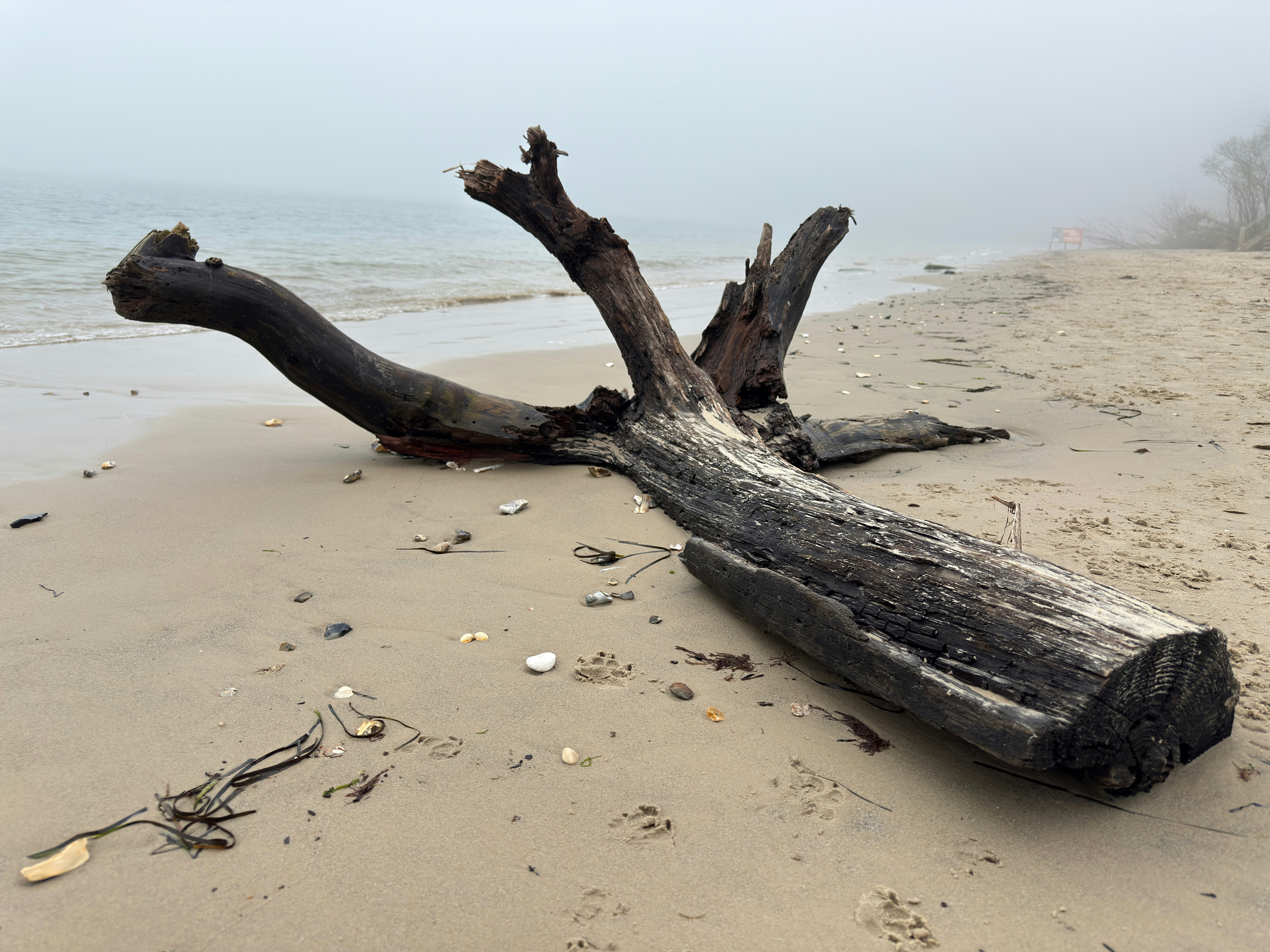 Weathered driftwood rests on a foggy beach with scattered pebbles and distant shoreline.