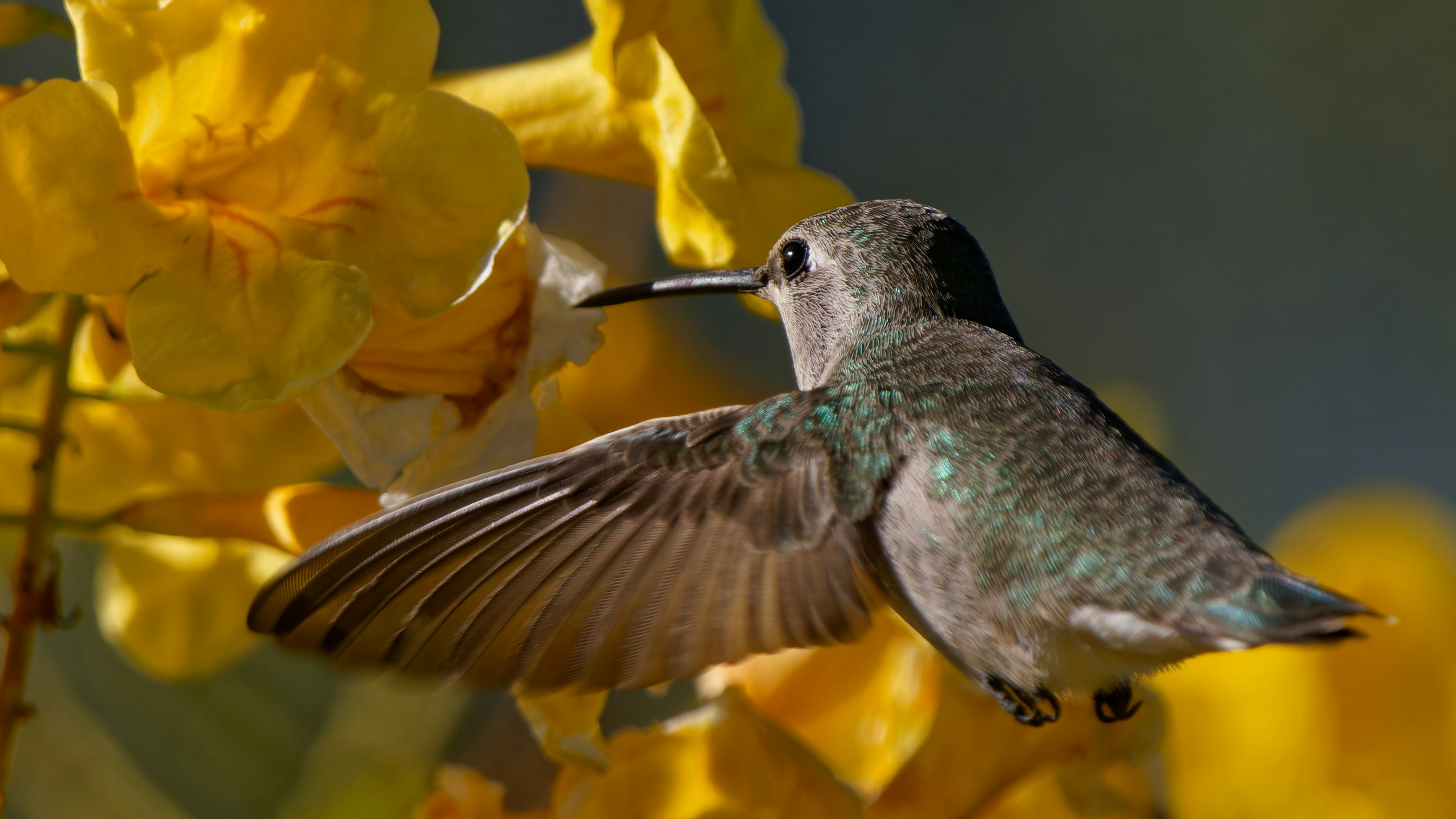 Emerald Captain in Mid-Feathered Pause by Golden Blossoms