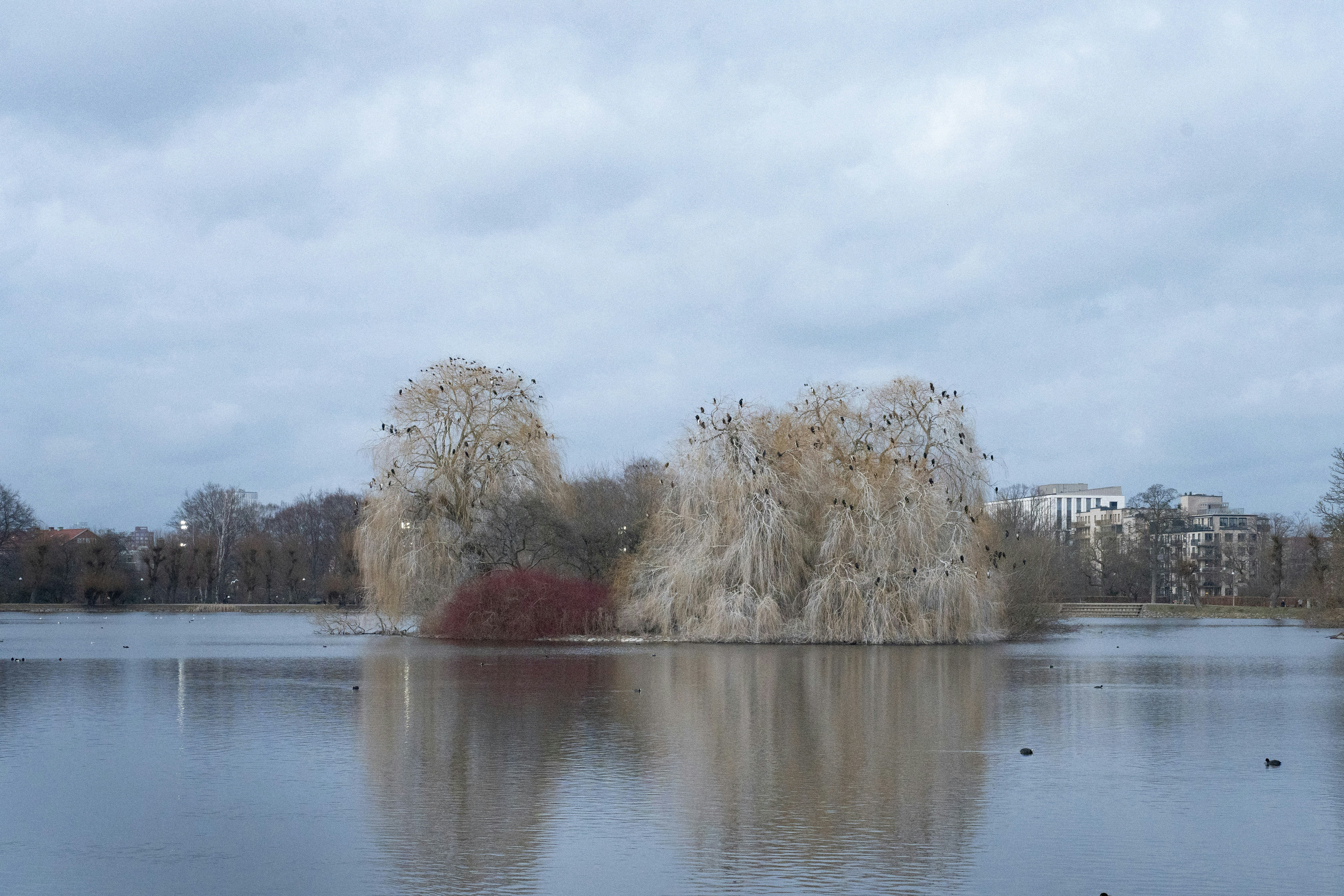 Whispers of Winter on the Lake