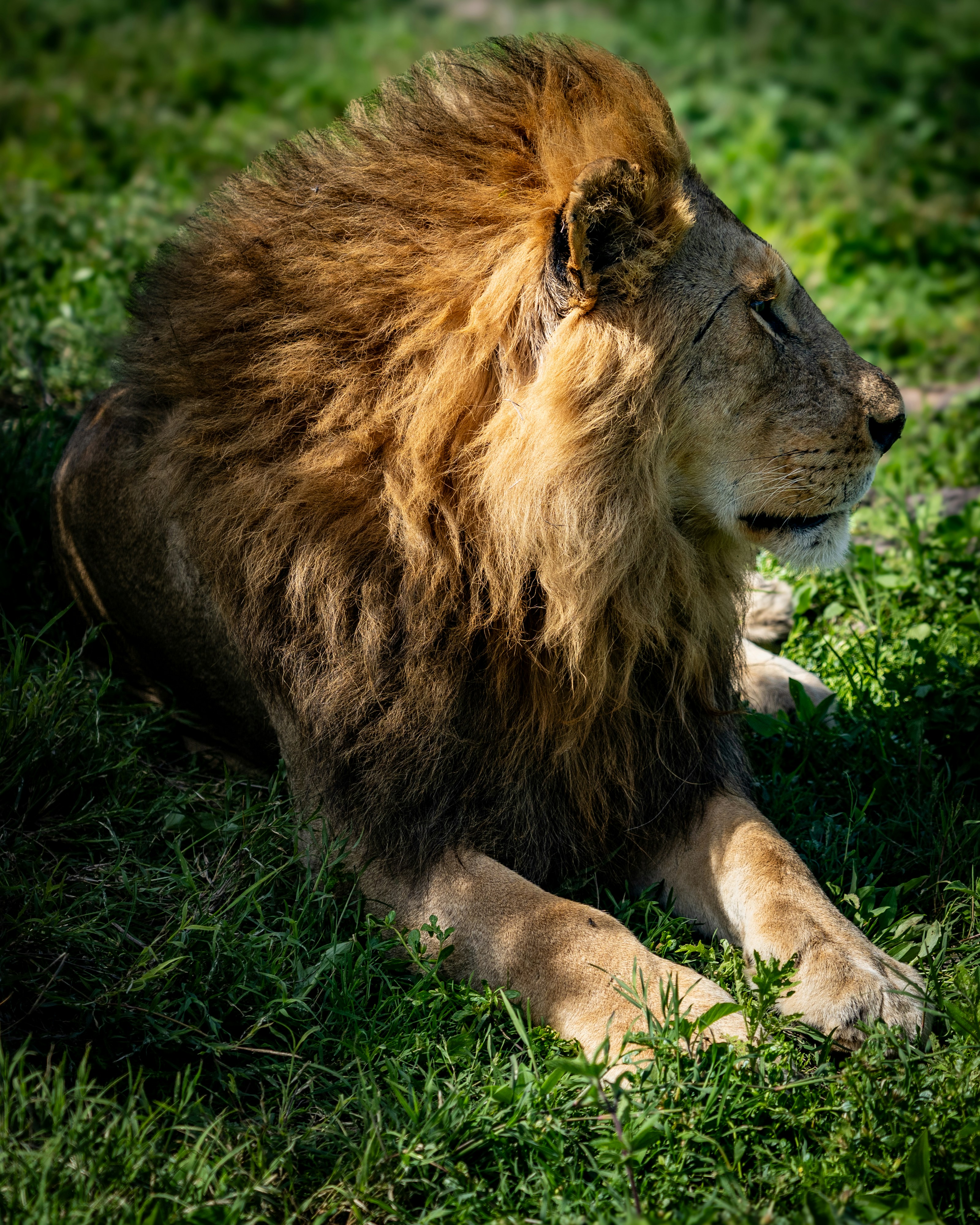 Regal Lion Resting Amidst Verdant Serengeti
