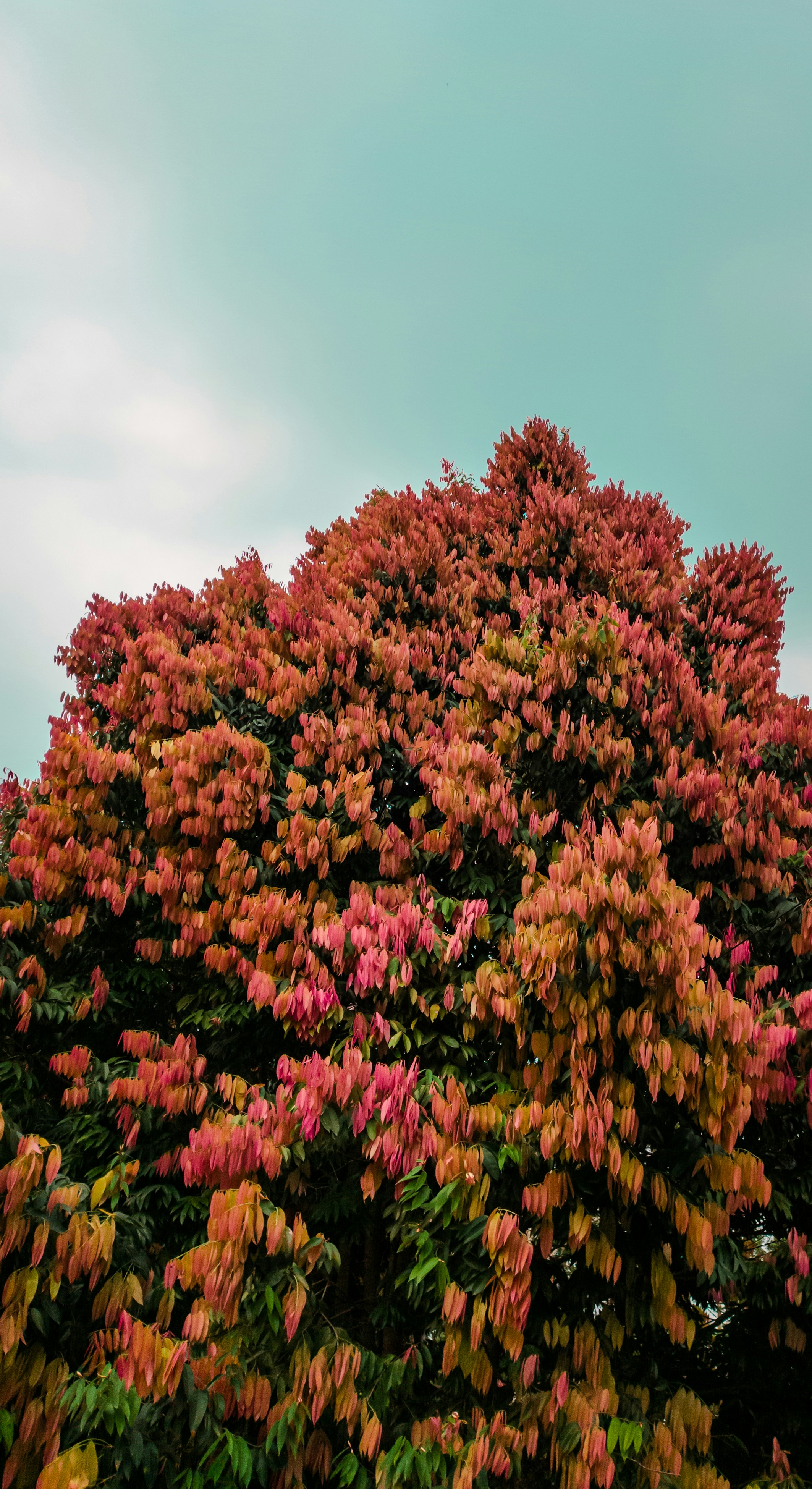 Sample photo from Motorola Moto G85