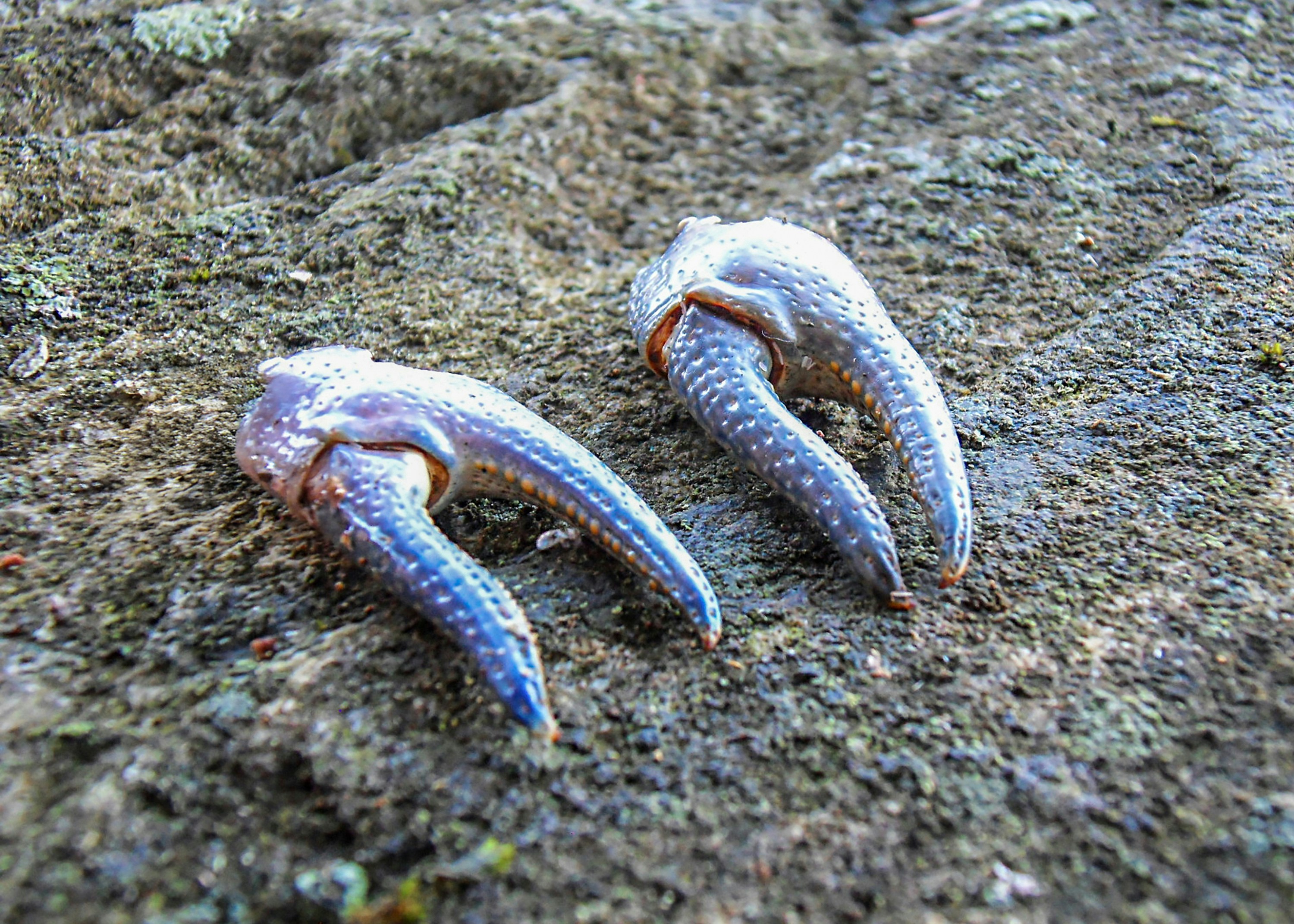 Crawdad Pictures | Download Free Images on Unsplash