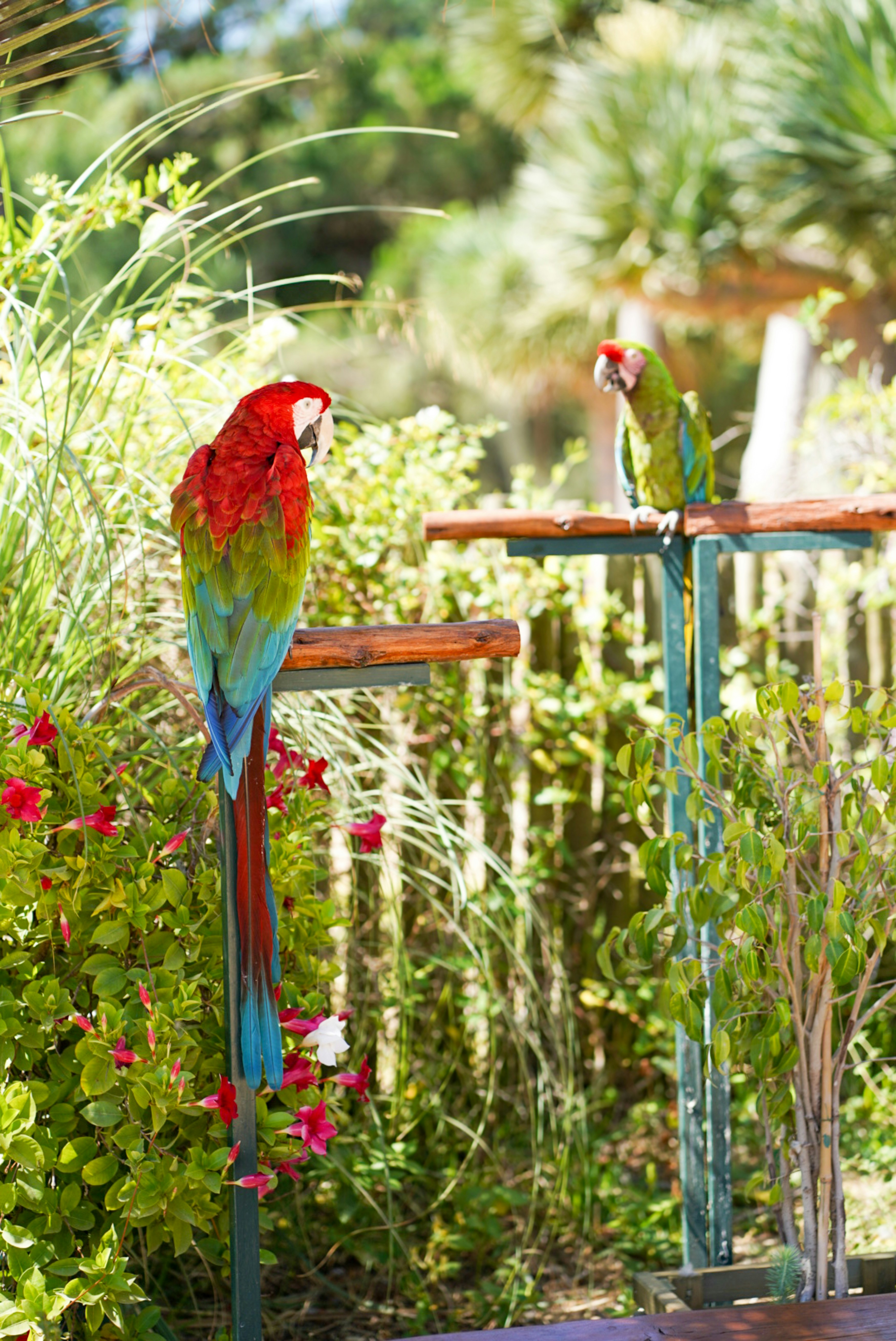 Scarlet Macaws Perched on Painted Garden Rails Amid Lush Greenery