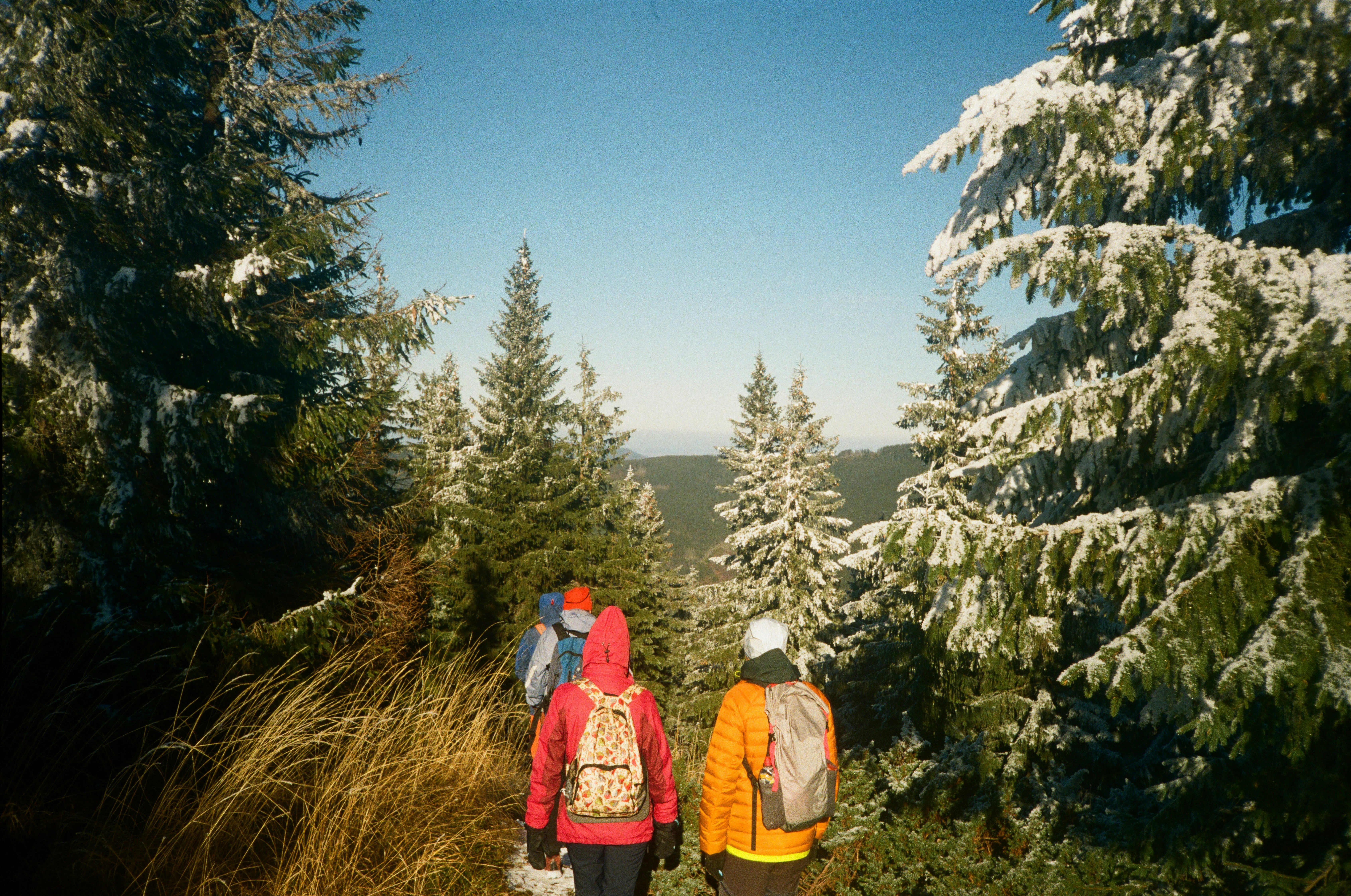 Hikers in colorful jackets walking through a snowy forest under a clear blue sky.