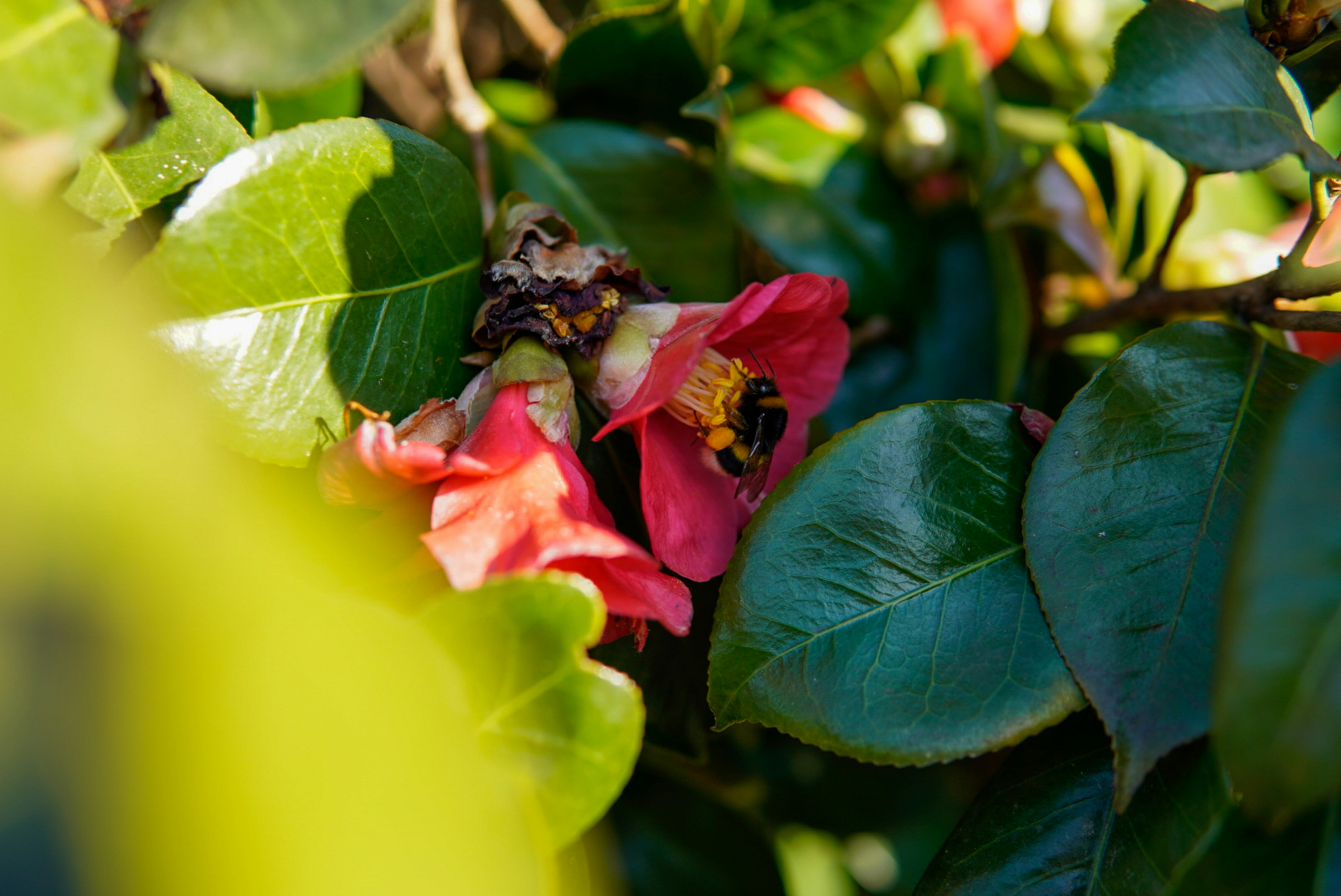 A bee nestled in a red flower amidst glossy green leaves under dappled sunlight.