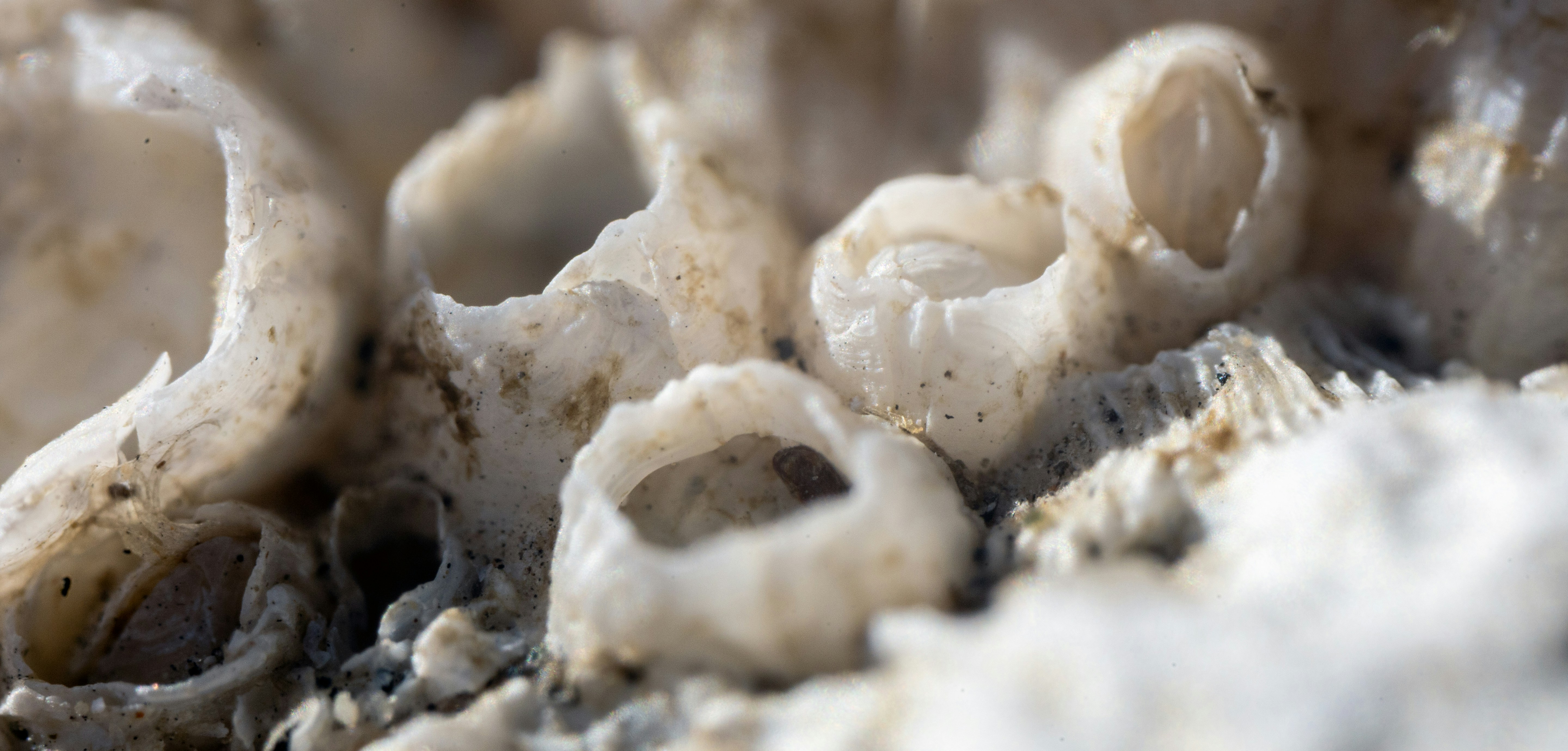 Barnacle Microcosm Unveiled
