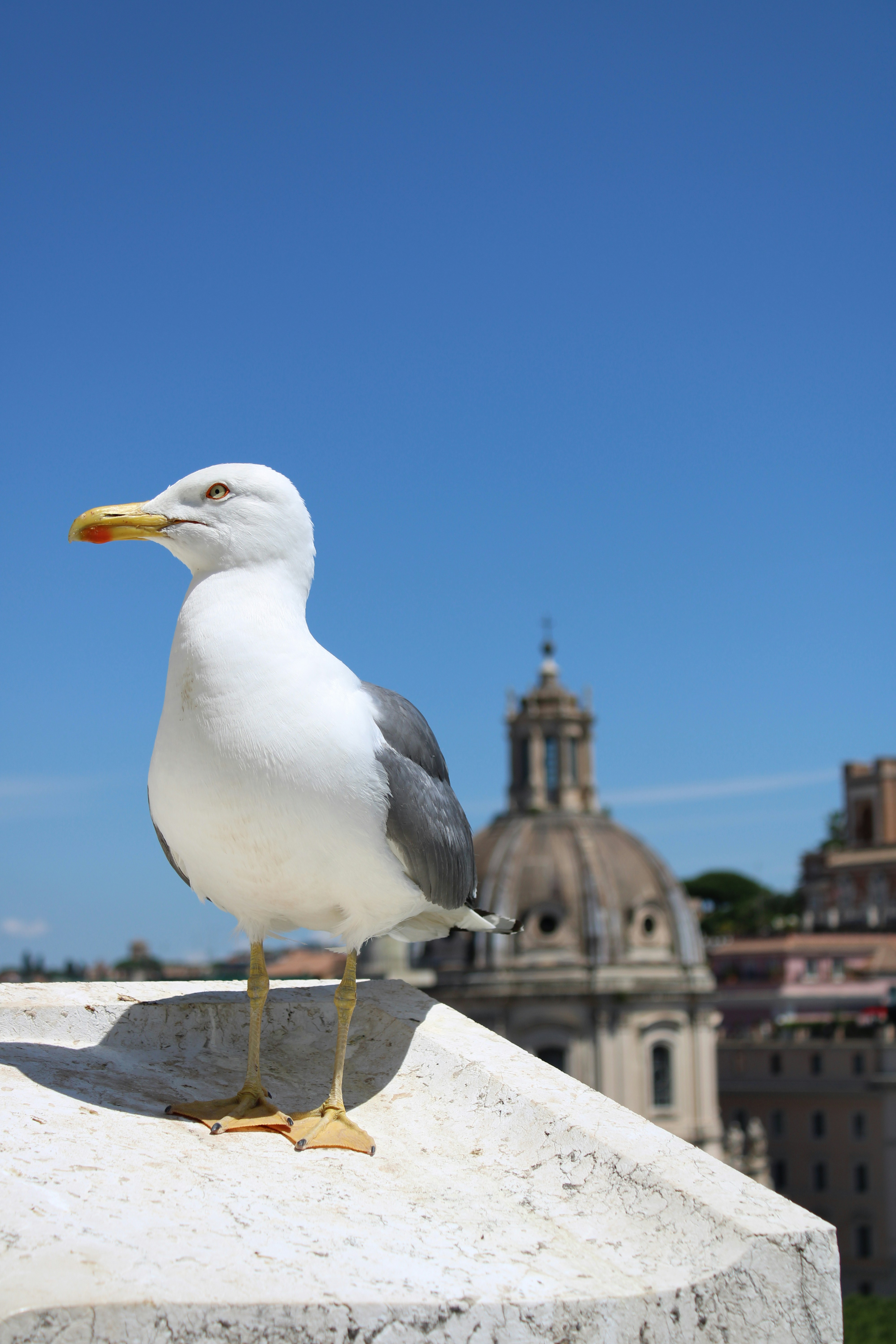 Seagull perched on a stone ledge with a Roman dome and clear blue sky in the background.