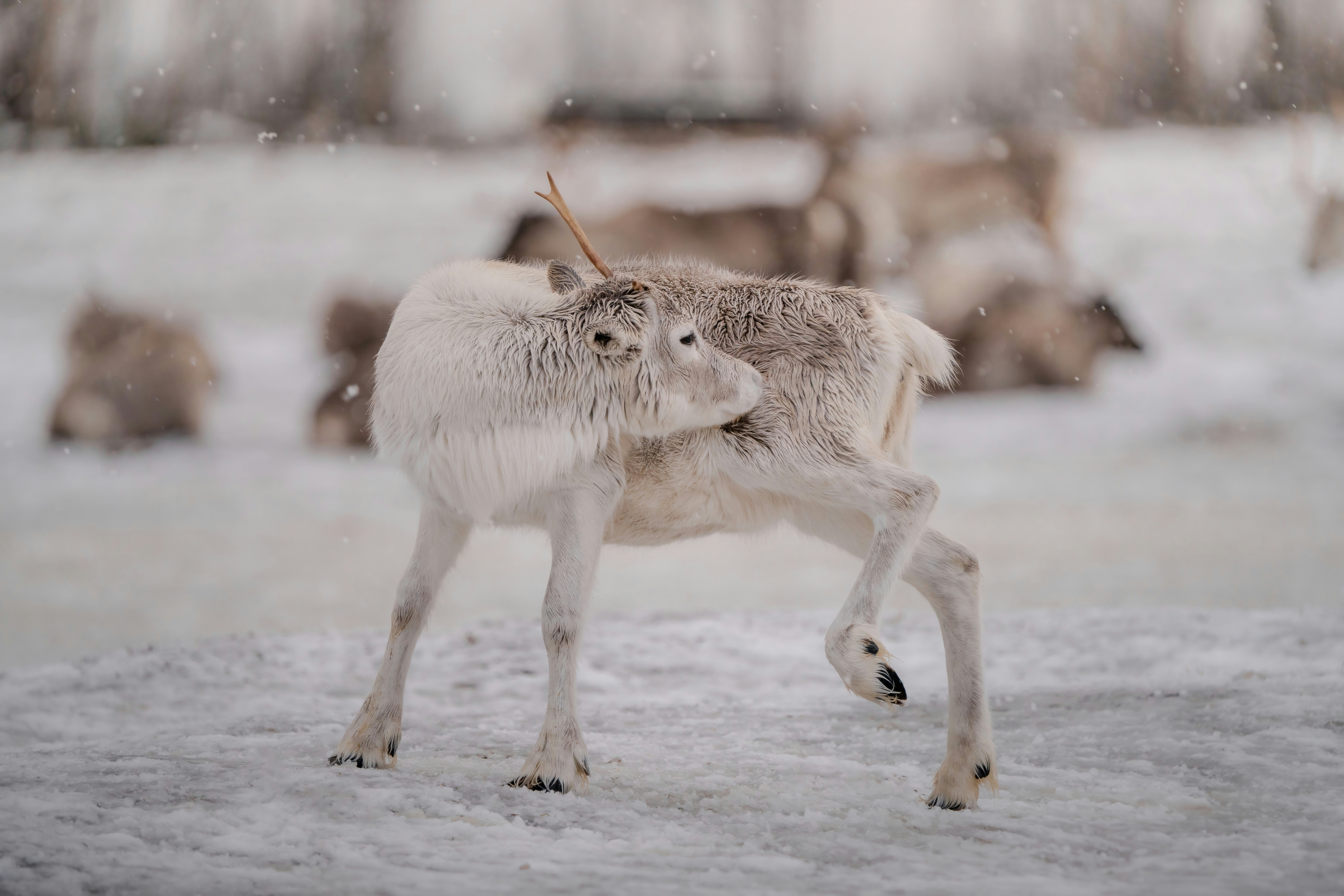 Young reindeer standing on snowy ground with blurred herd in the background.