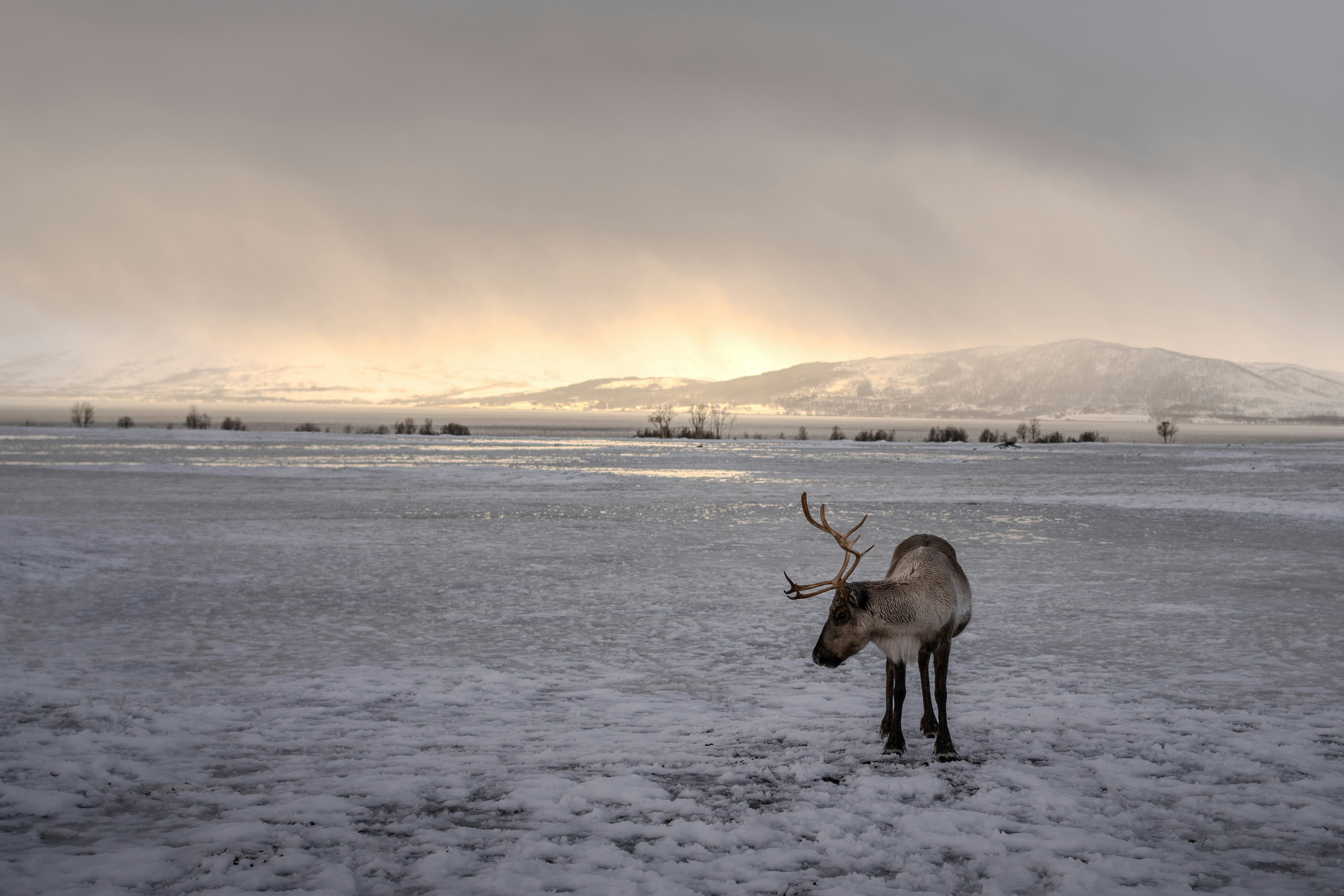 Solitary Reindeer at Dawn's Edge