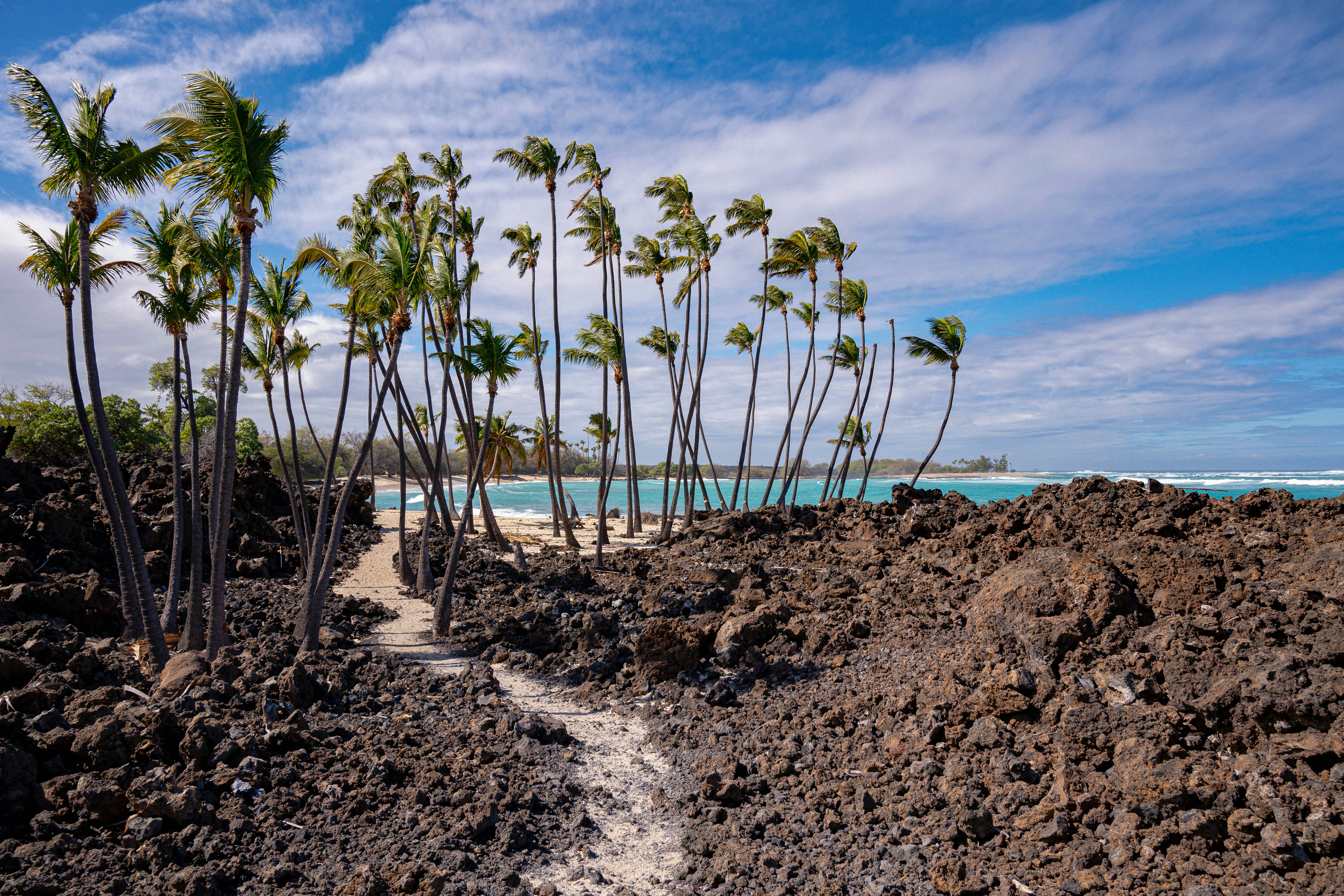 Tall palm trees sway over rugged lava rocks by a turquoise ocean under a partly cloudy sky.