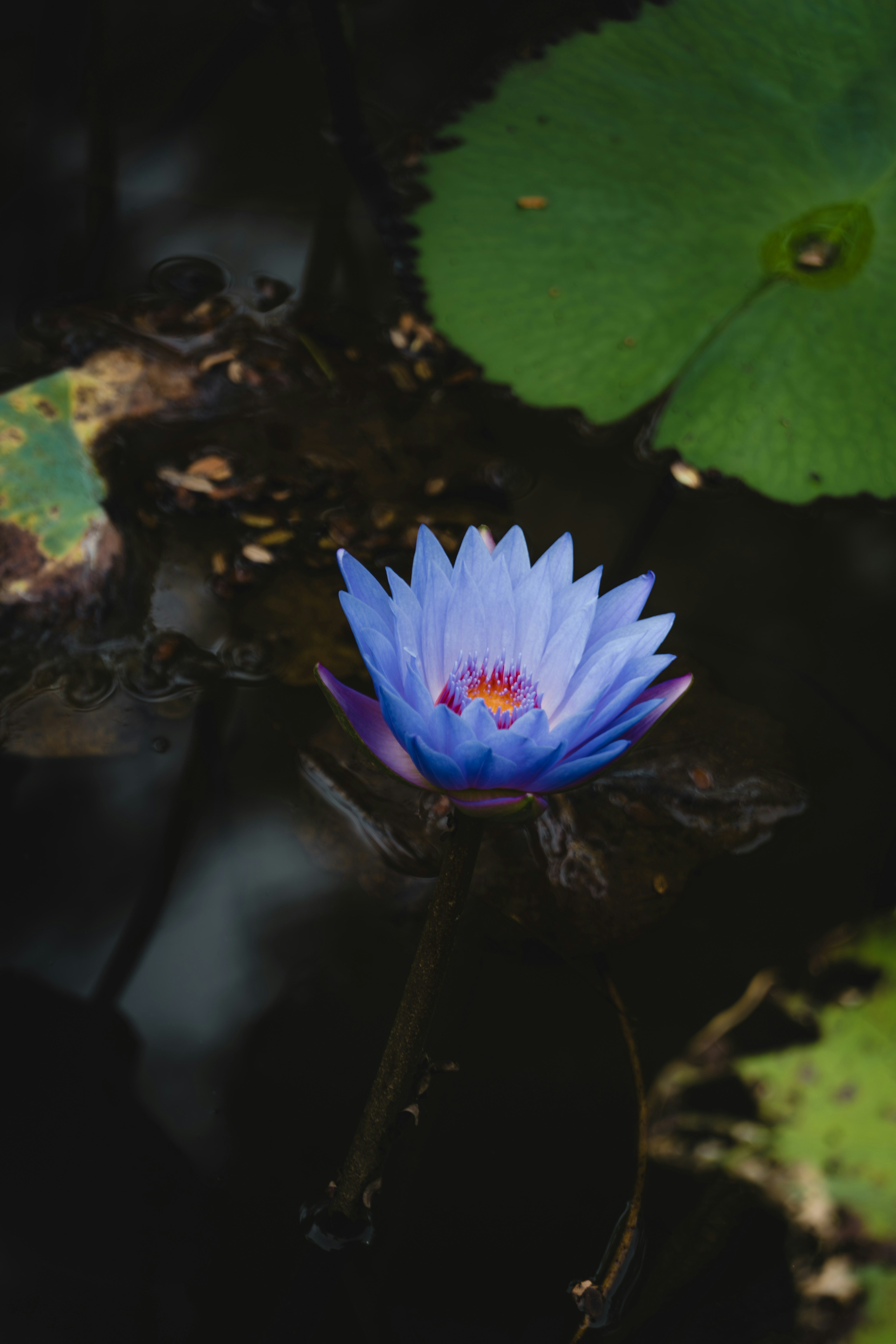 A beautiful blue lotus flower floats in water. photo – Free Flower ...