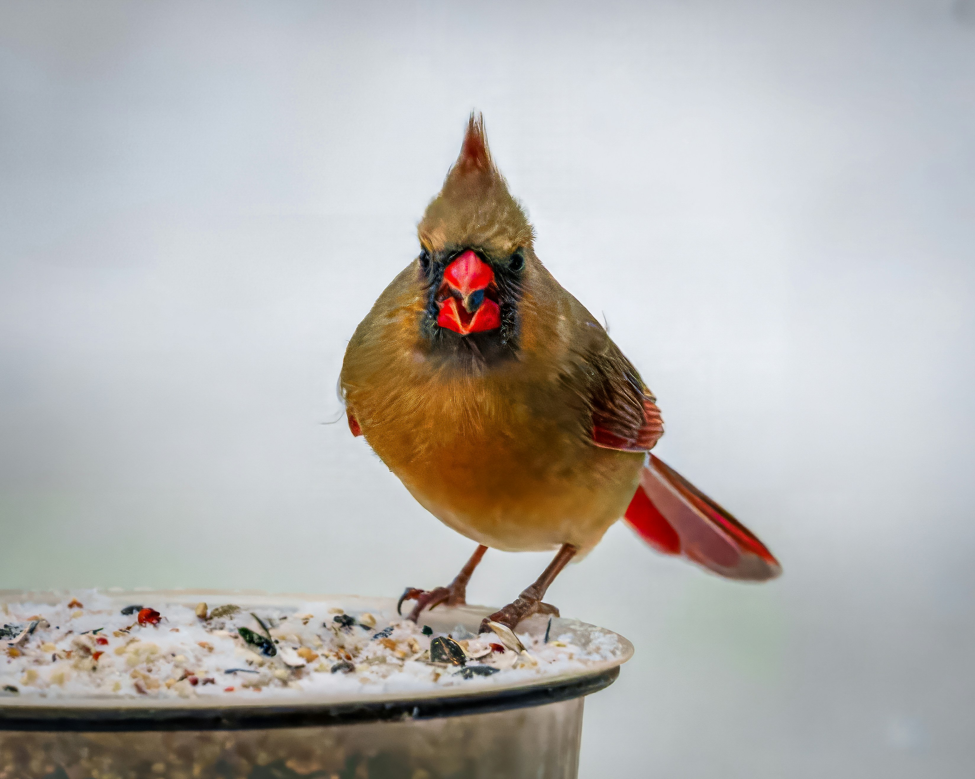Crimson Cardinal Vigil at a Snow-Dusted Feeder