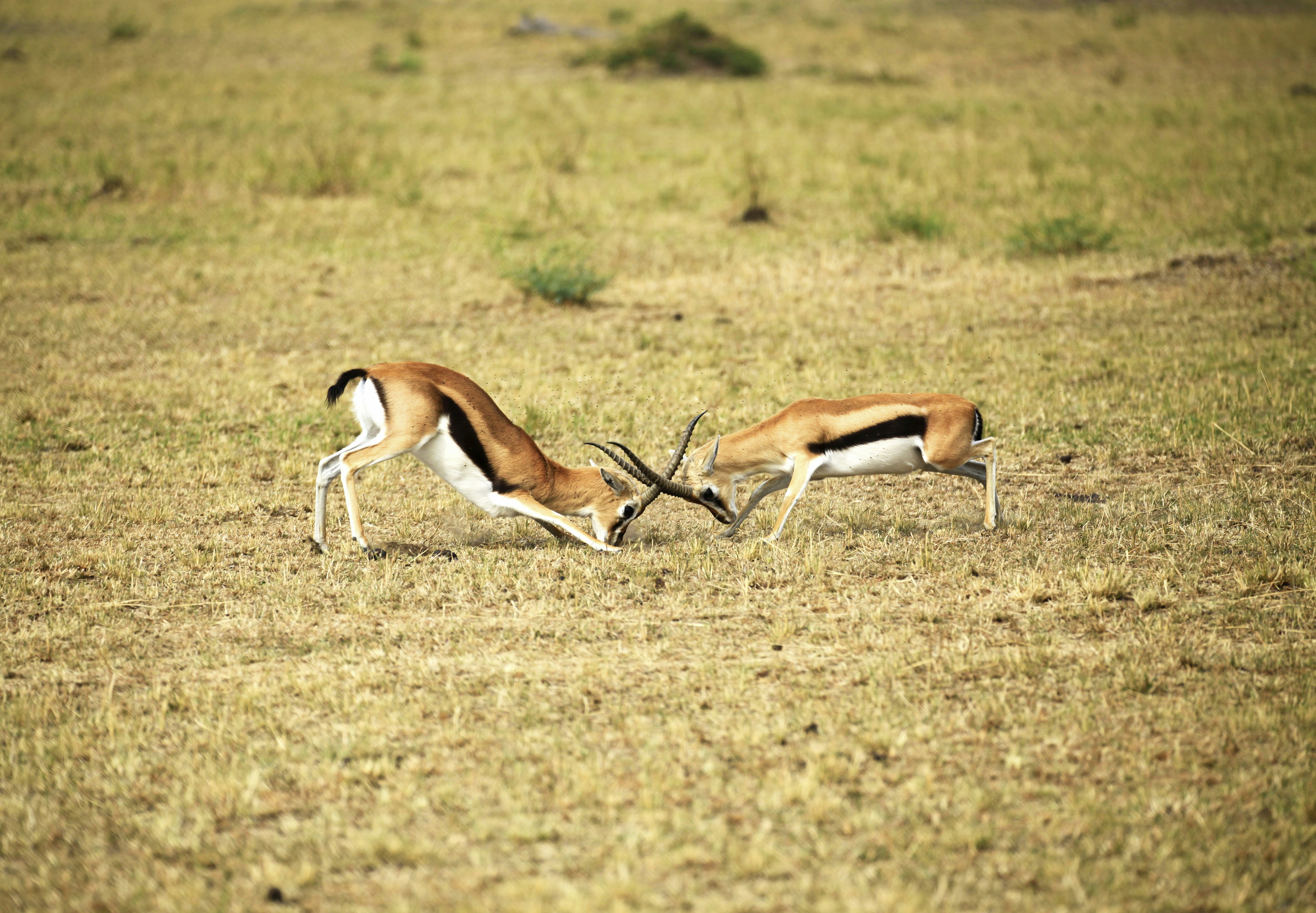 Duel in the Savannah