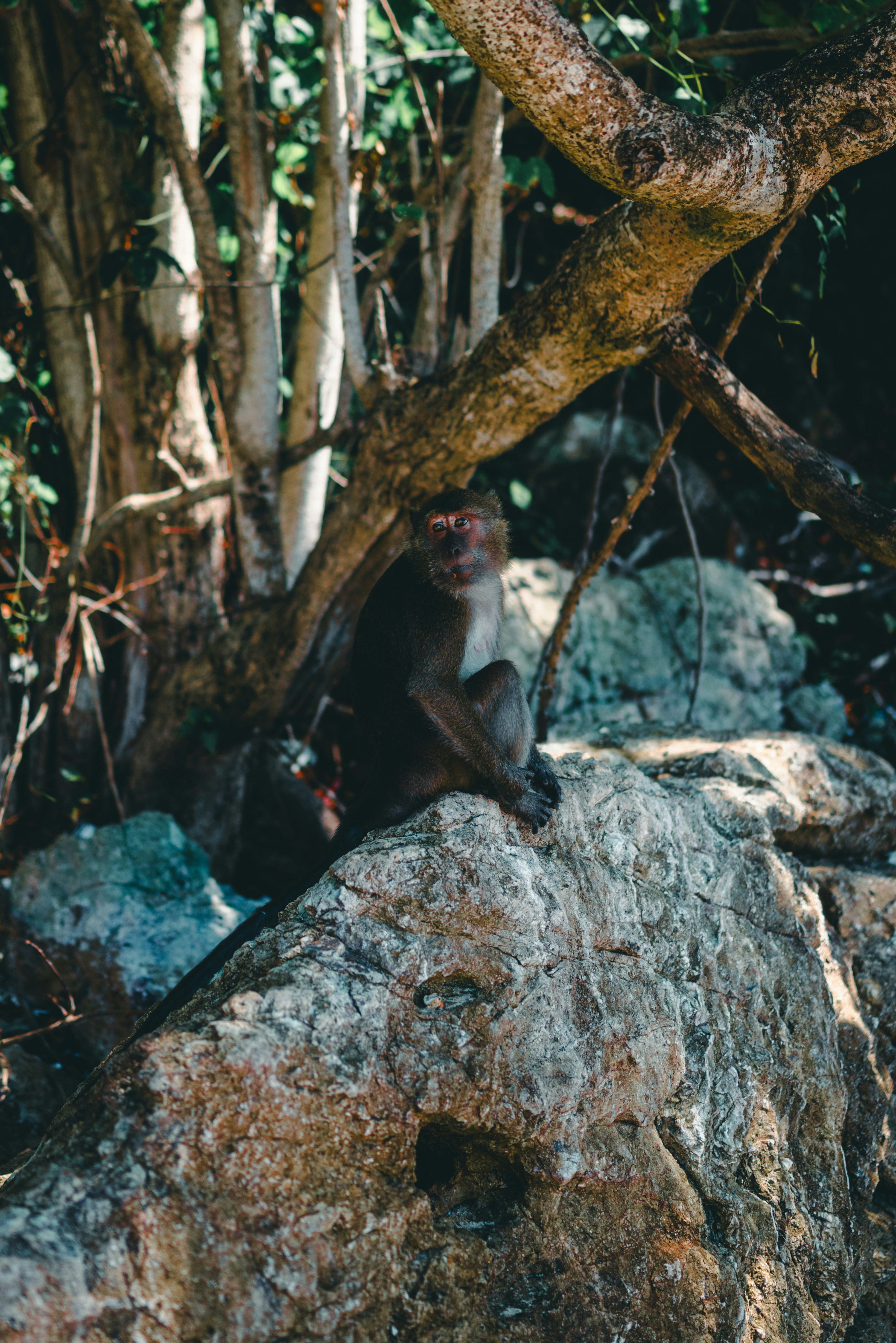 Red-faced macaque perched on sunlit rock beneath a tangled canopy