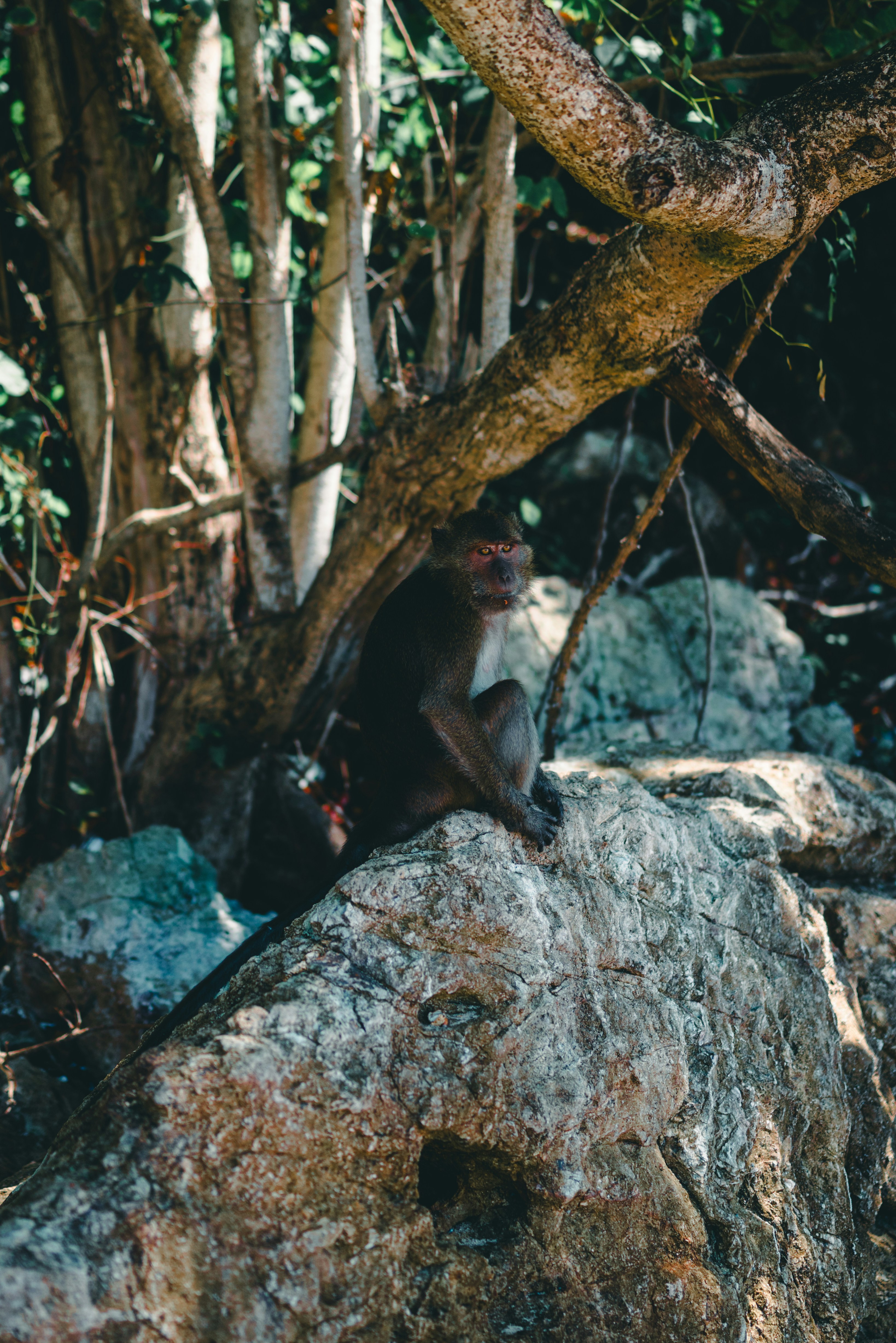 Red-faced macaque perched on sunlit rock beneath twisting forest roots