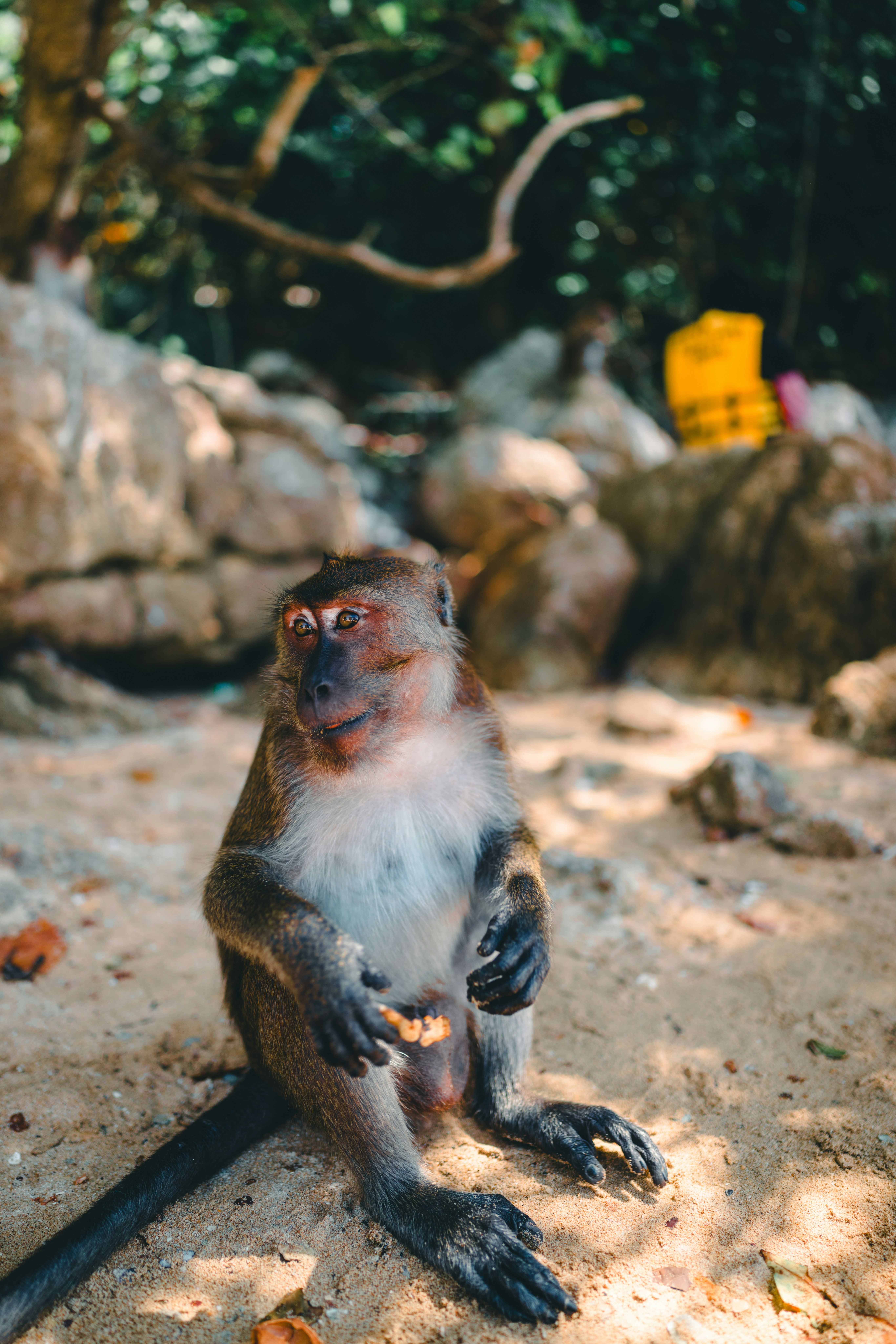 Macaque on a Sunlit Tropical Beach Amid Rocks and Dense Foliage
