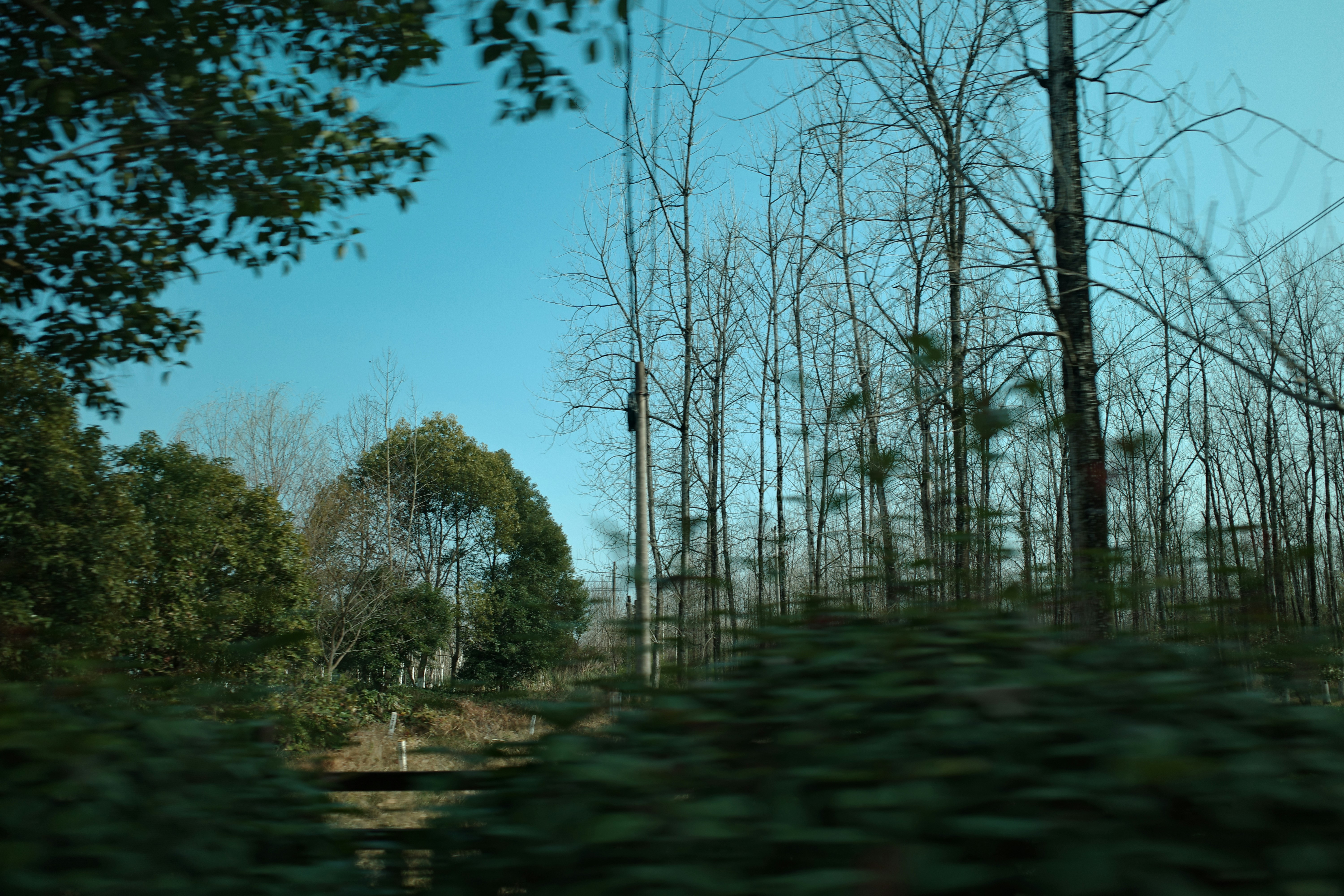 Bare trees and foliage under a beautiful blue sky. photo – Free Forest ...